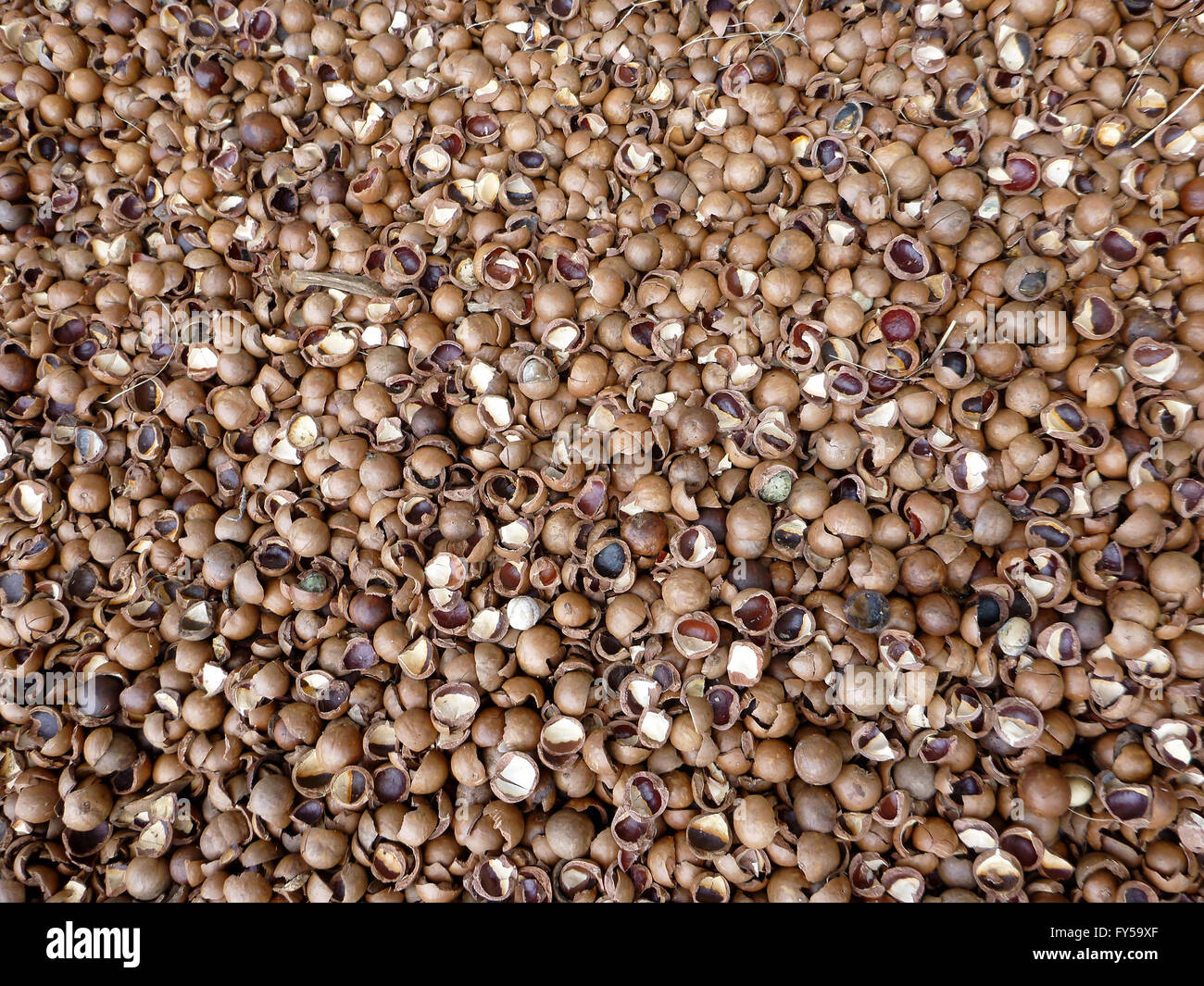 Large pile of macadamia nuts cracked shells making a pattern background ...