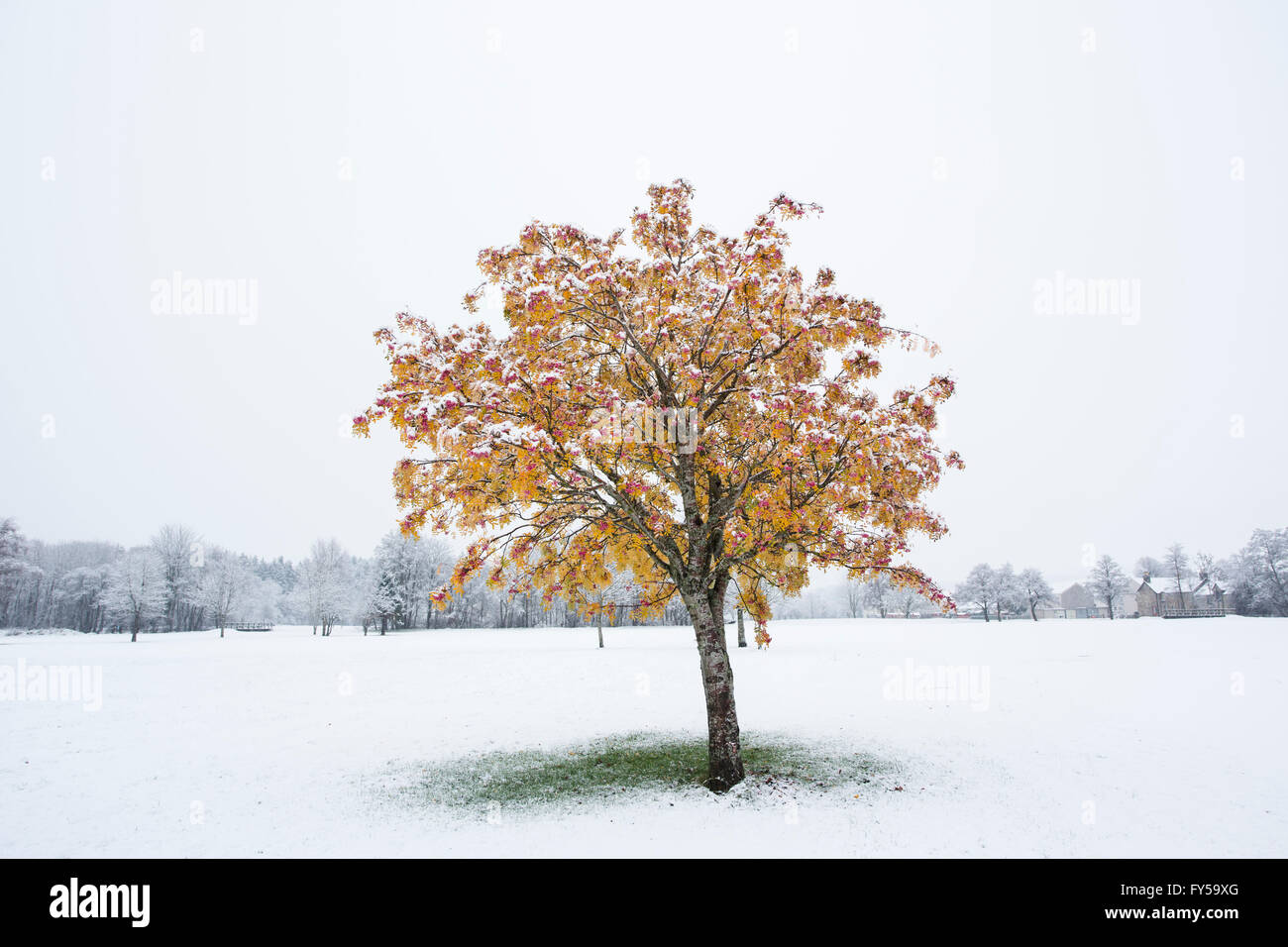 Sycamore, Sycamore Maple (Acer pseudoplatanus) with autumn leaves with ...