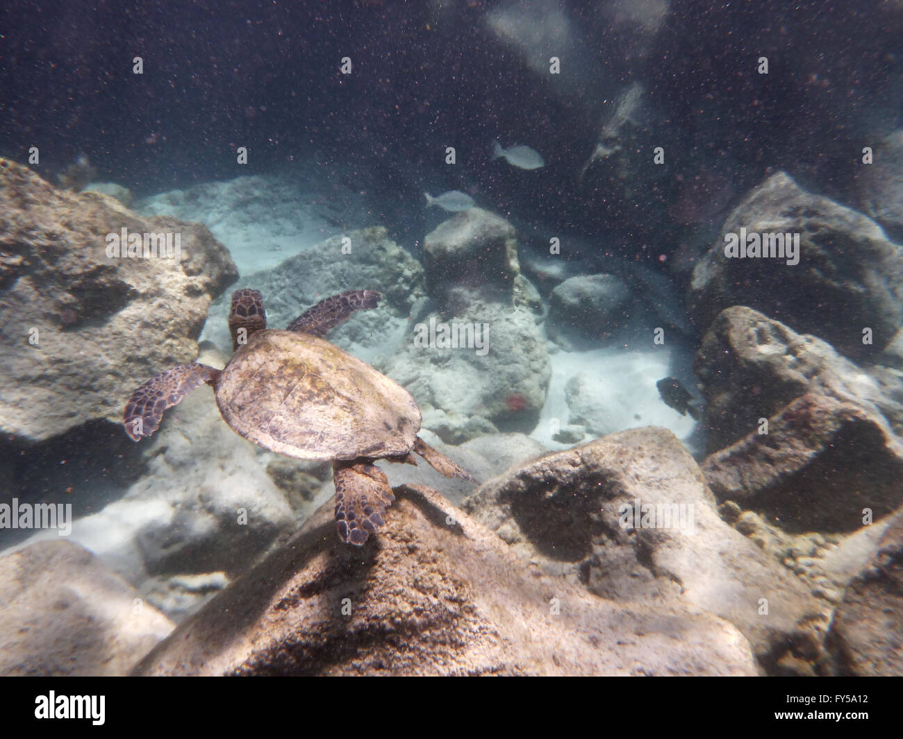Small Hawaiian Sea Turtle swims above rocks with fish also visible in ...