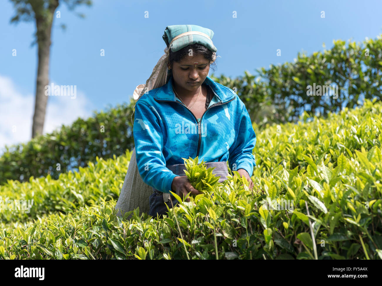 Tea Picker at Dambatenne tea plantation, Lipton's Seat, Sri Lanka Stock ...