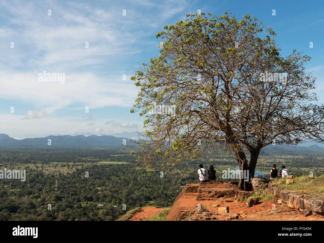 Tree on top of Sigiriya or Lion Rock, Sri Lanka Stock Photo - Alamy