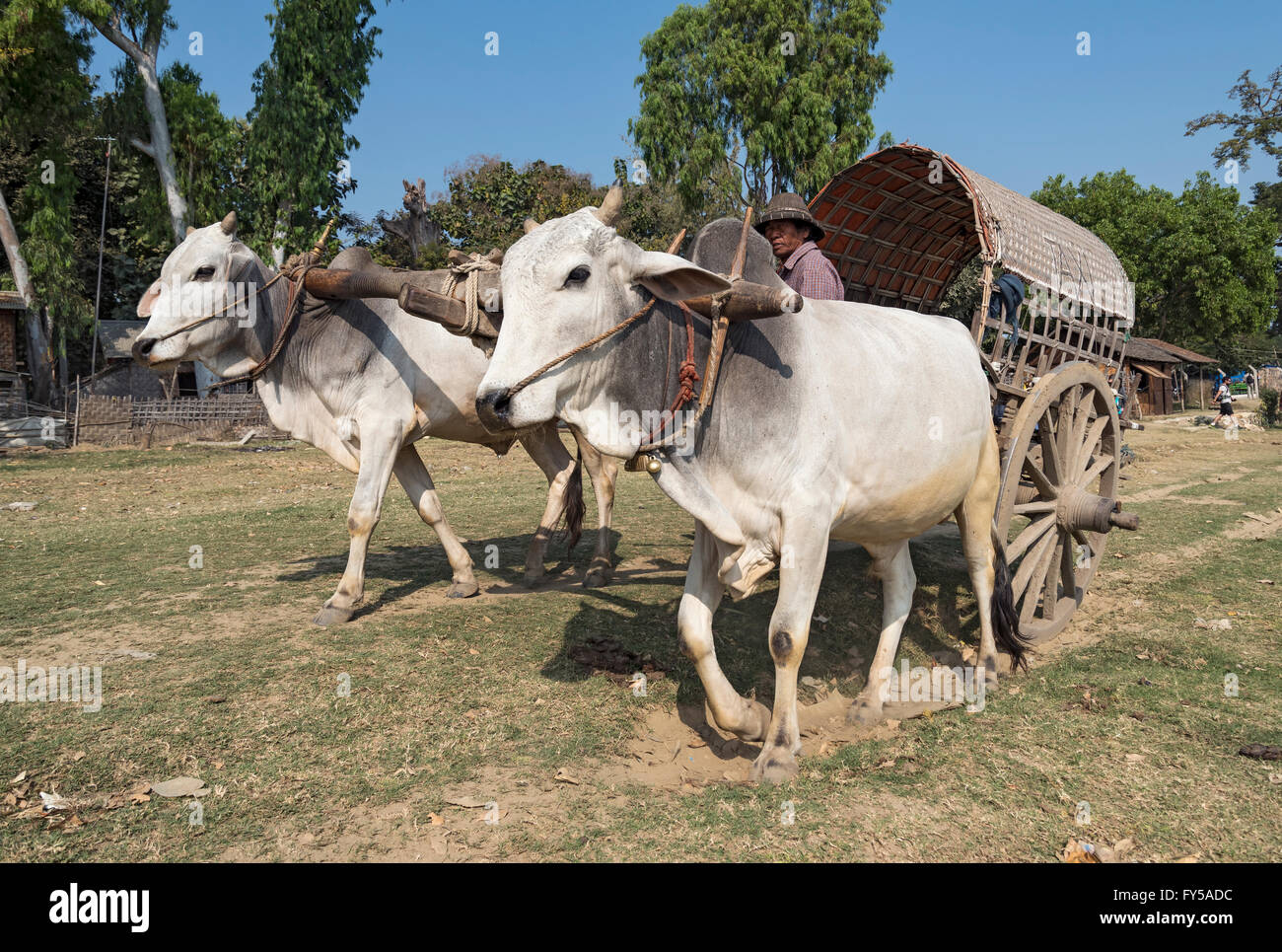 Myanmar bullock cart hi-res stock photography and images - Alamy