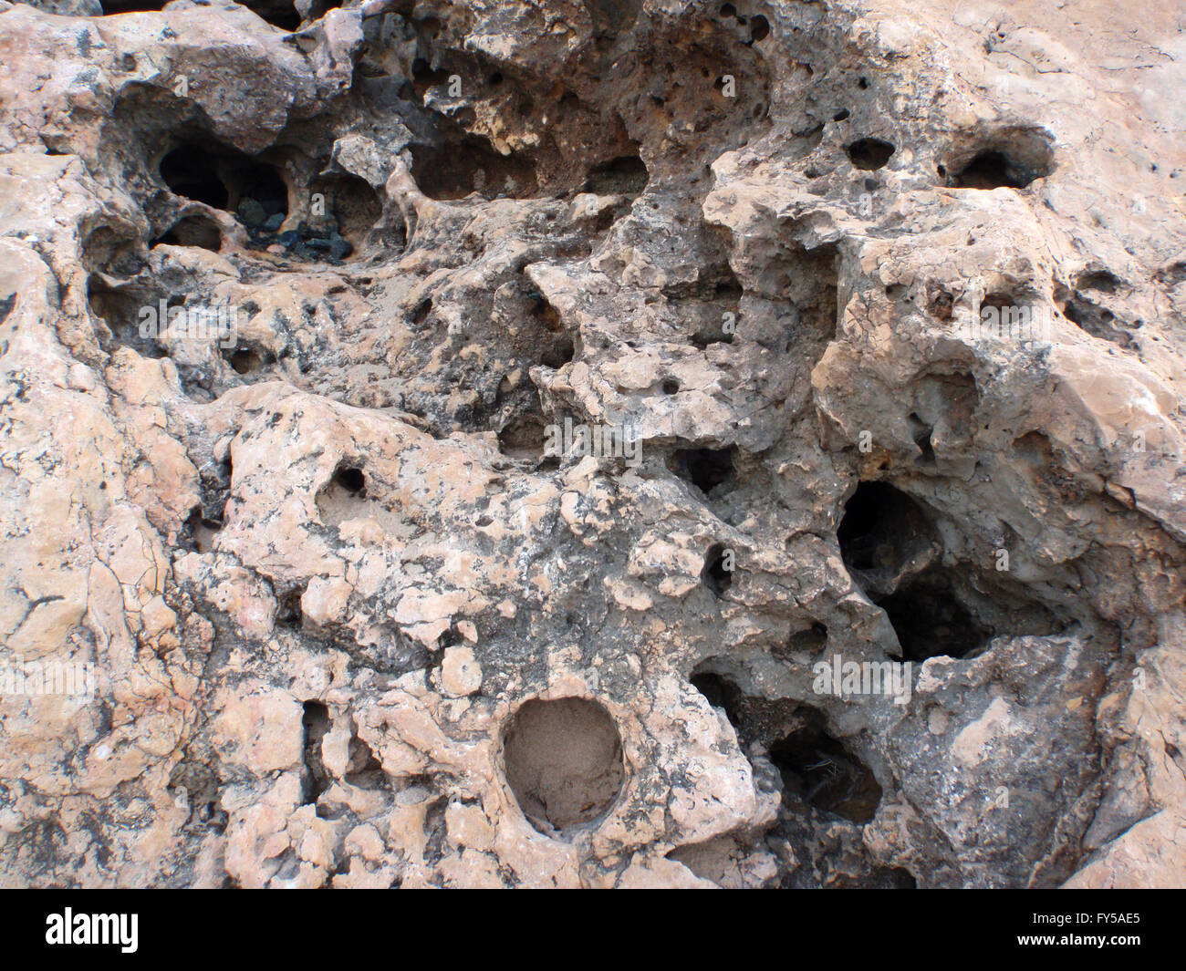 Coral Rock with large holes, great for textures and backgrounds Stock ...