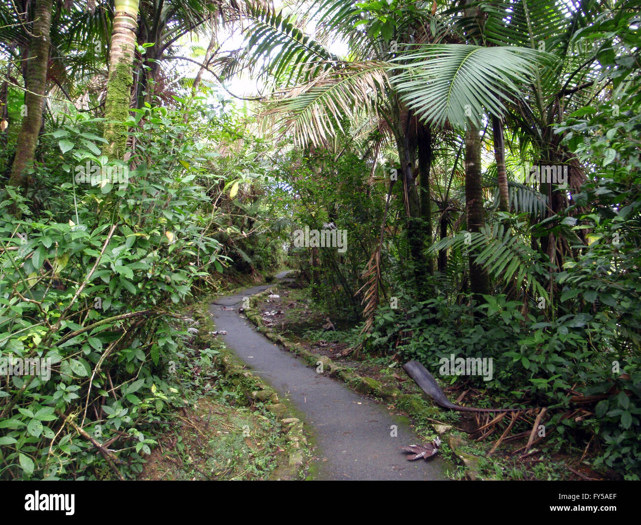 Curvy Path in Tropical rainforest in El Yunque Puerto Rico Stock Photo ...