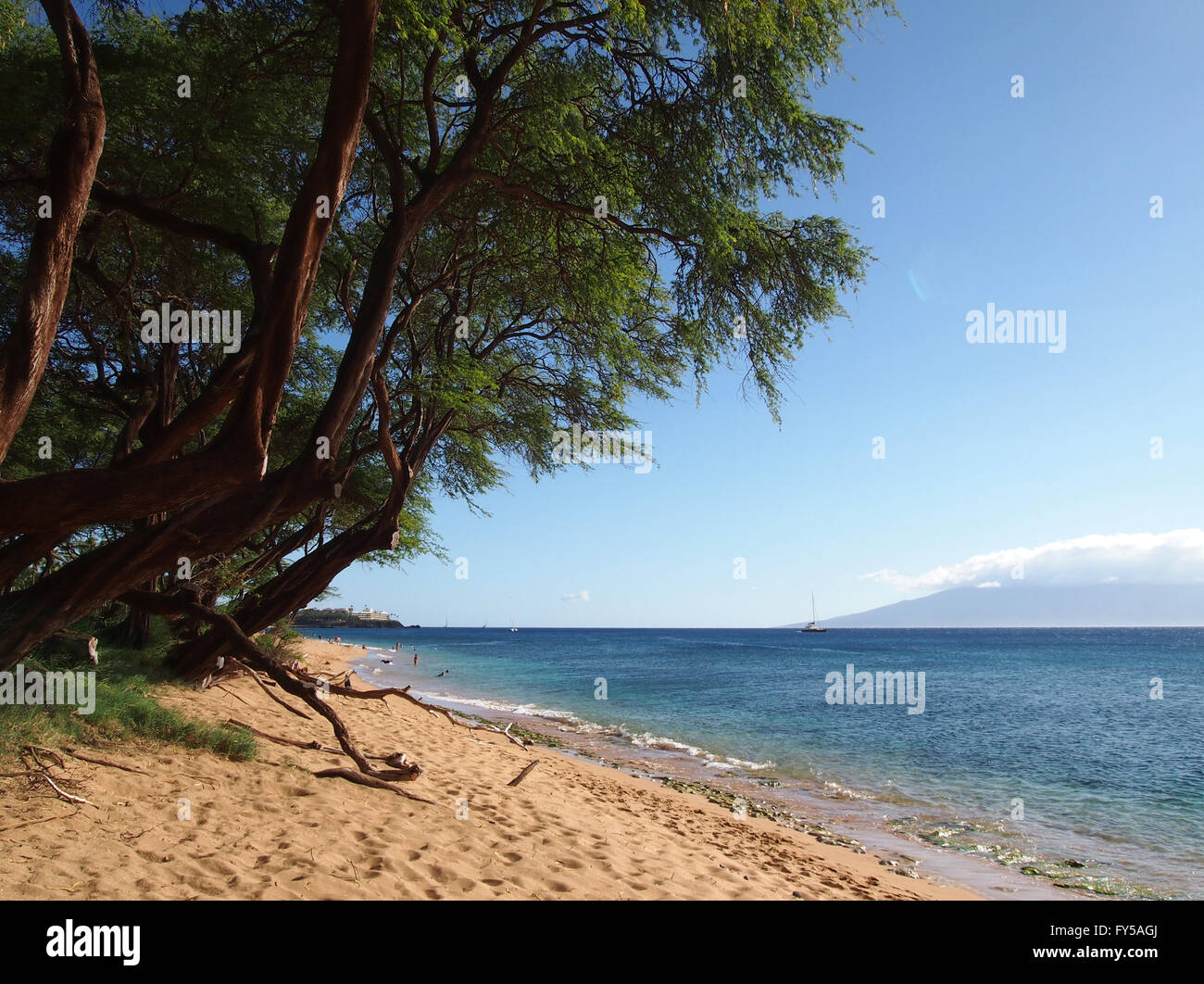 Kaanapali Beach with gentle waves and tall rugged trees. Boat and ...