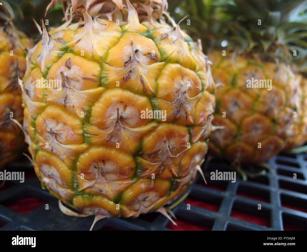 Close-up of row of mini Pineapple for sale at farmers market Stock ...
