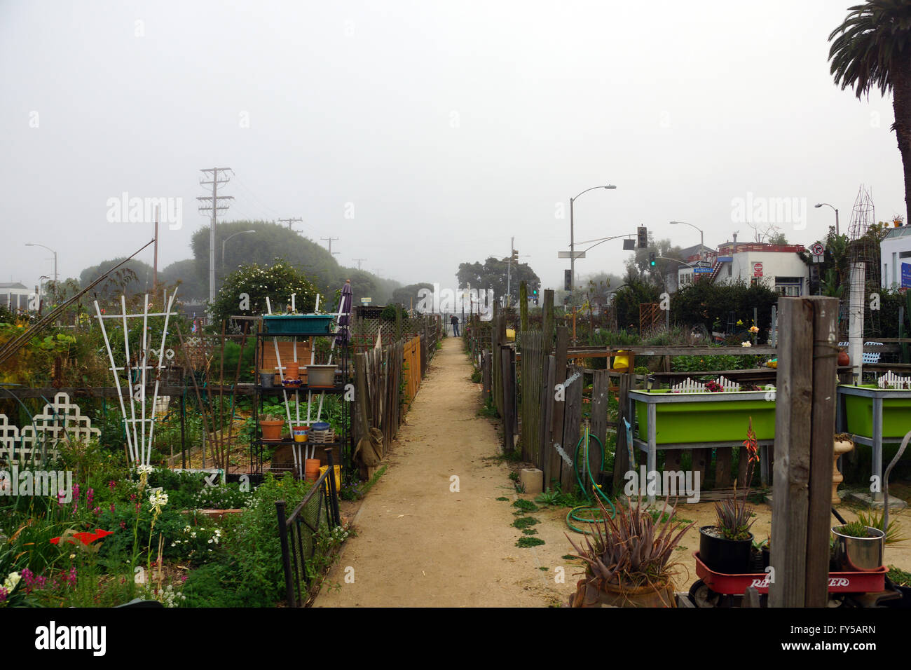 Community garden in santa monica hi-res stock photography and images ...