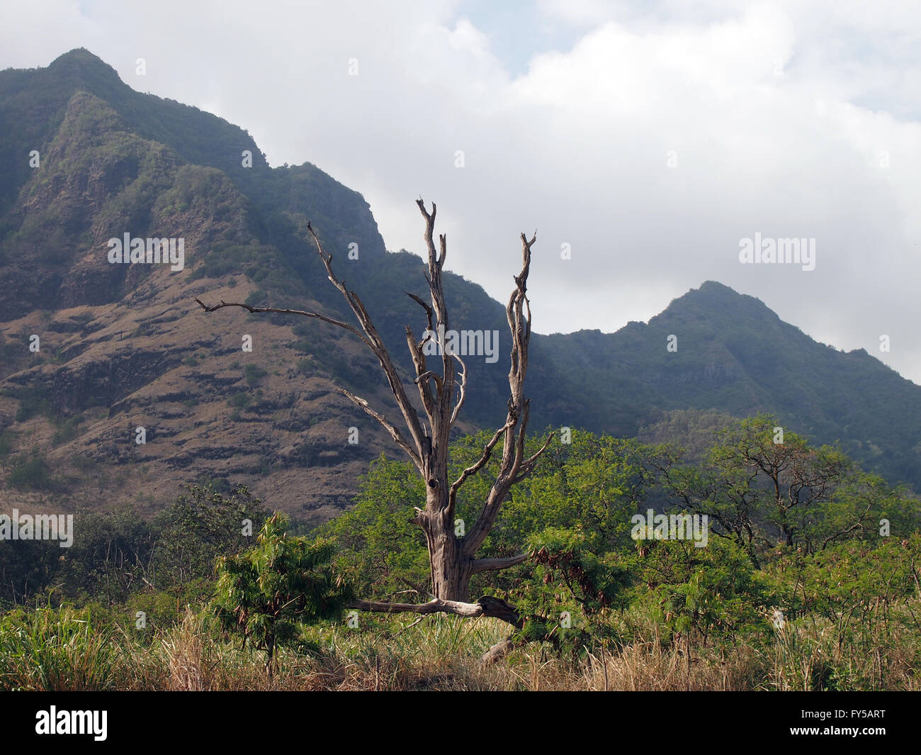 Large Dead Tree surrounded by other trees and brush and mountains above ...