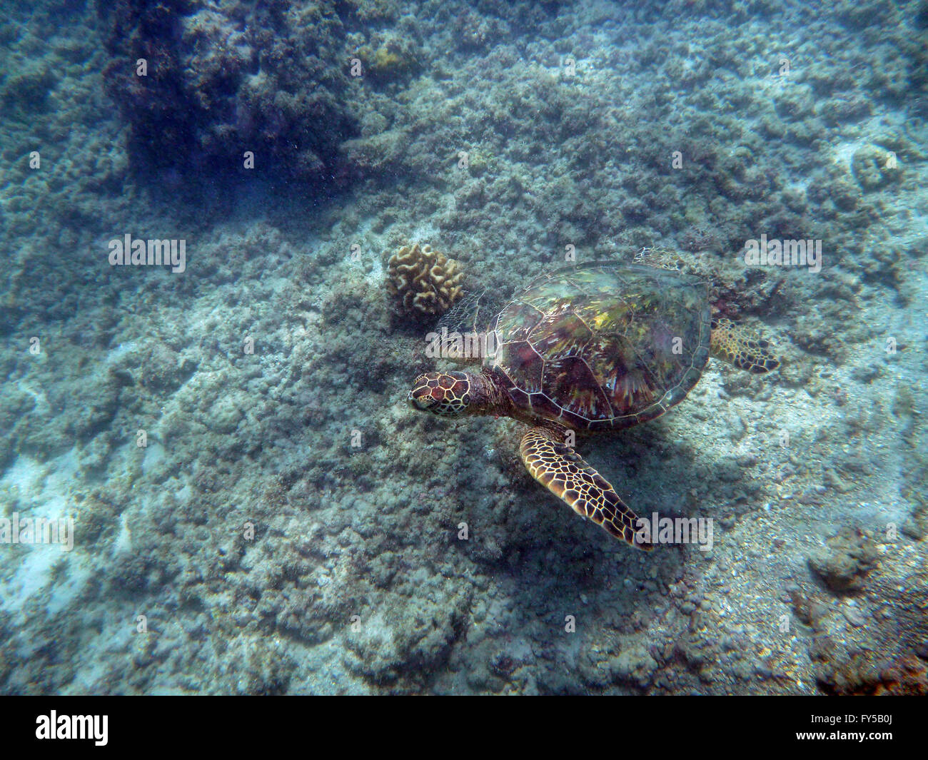 Hawaiian Sea Turtle swims above coral rocks the waters of Waikiki on ...
