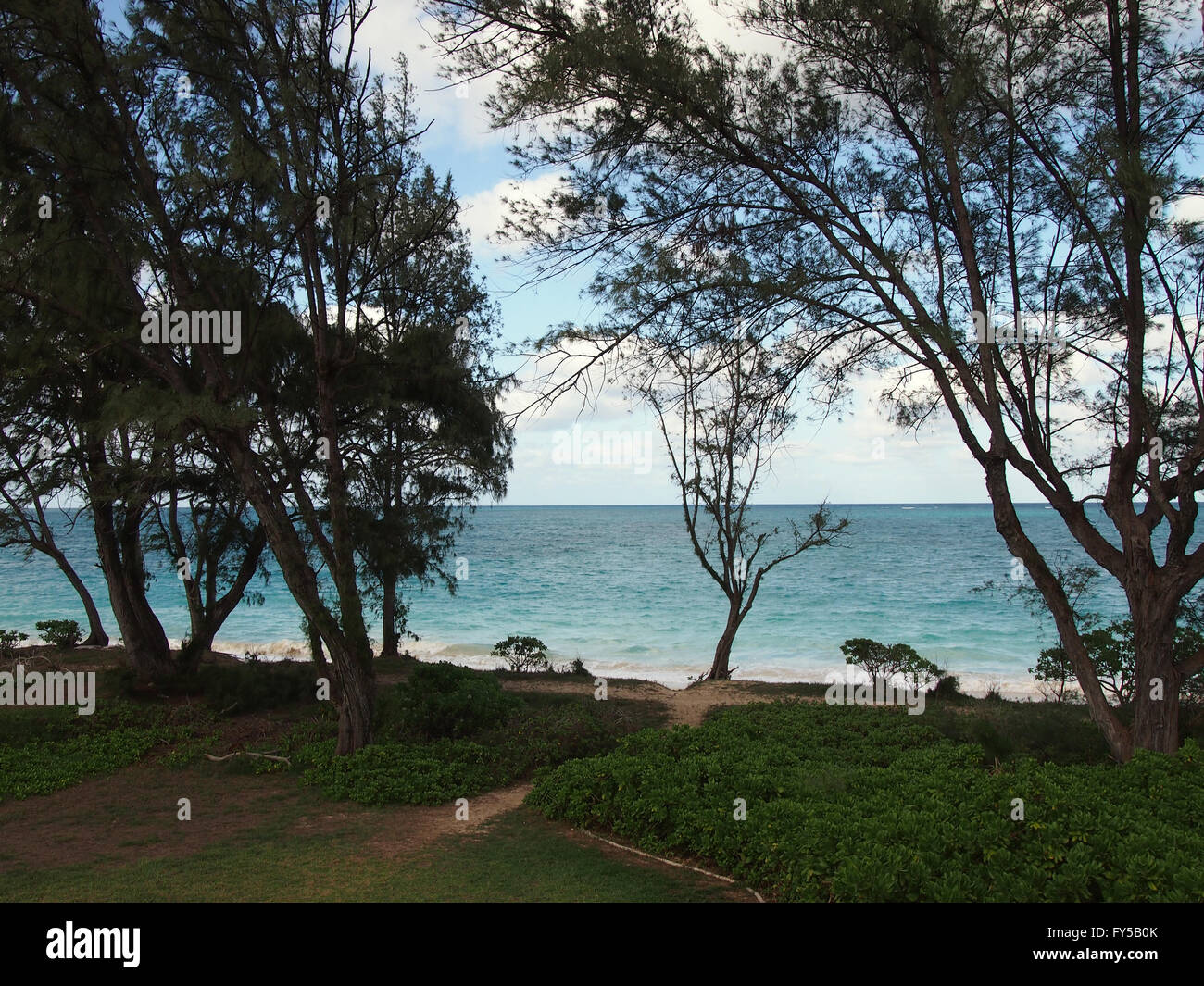 Path leading beach palm tree hi-res stock photography and images - Alamy