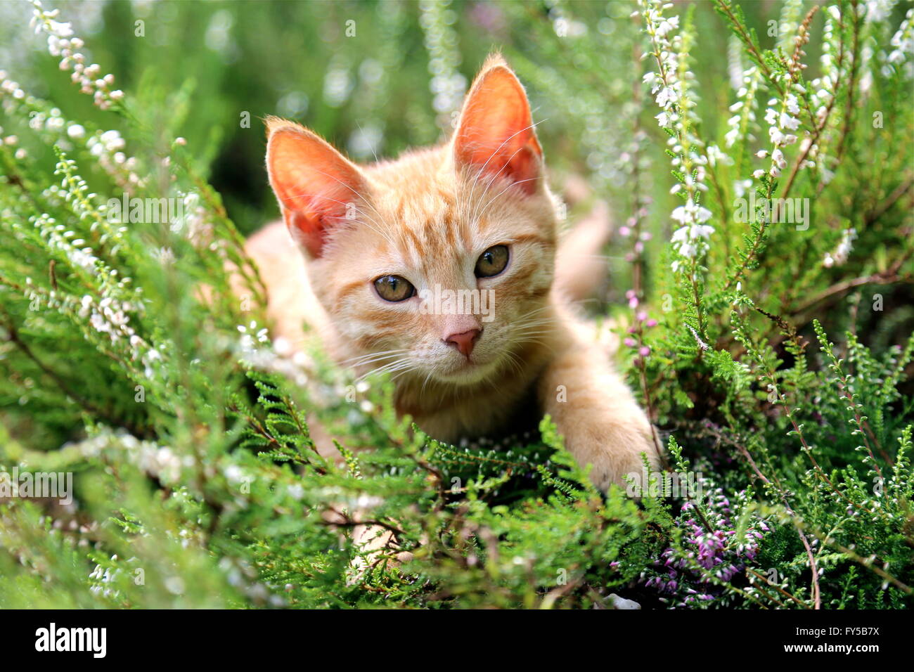 Cat peeking through bushes Stock Photo - Alamy