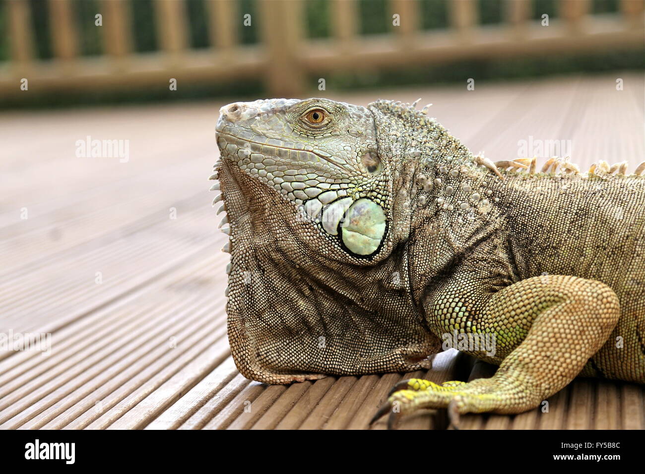 Iguana on Deck Stock Photo - Alamy