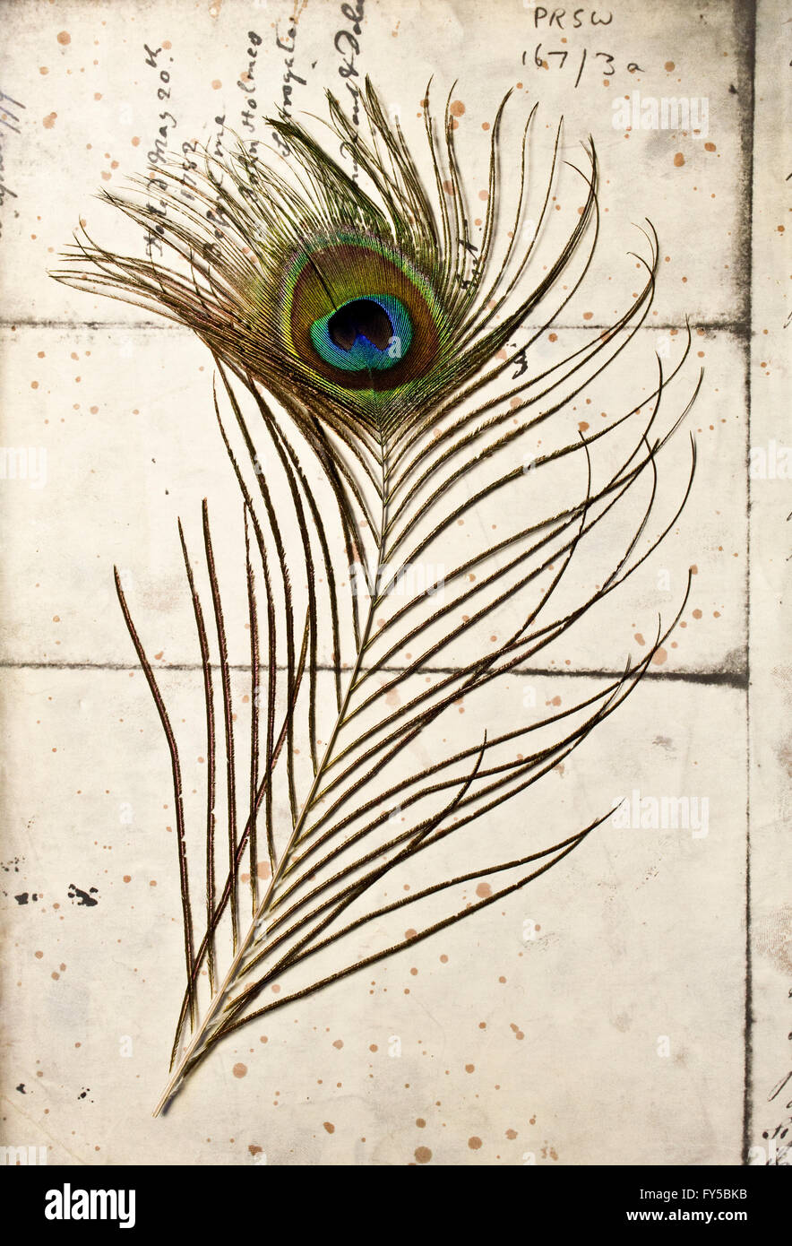 Peacock Feather and Script Writing Background Stock Photo - Alamy