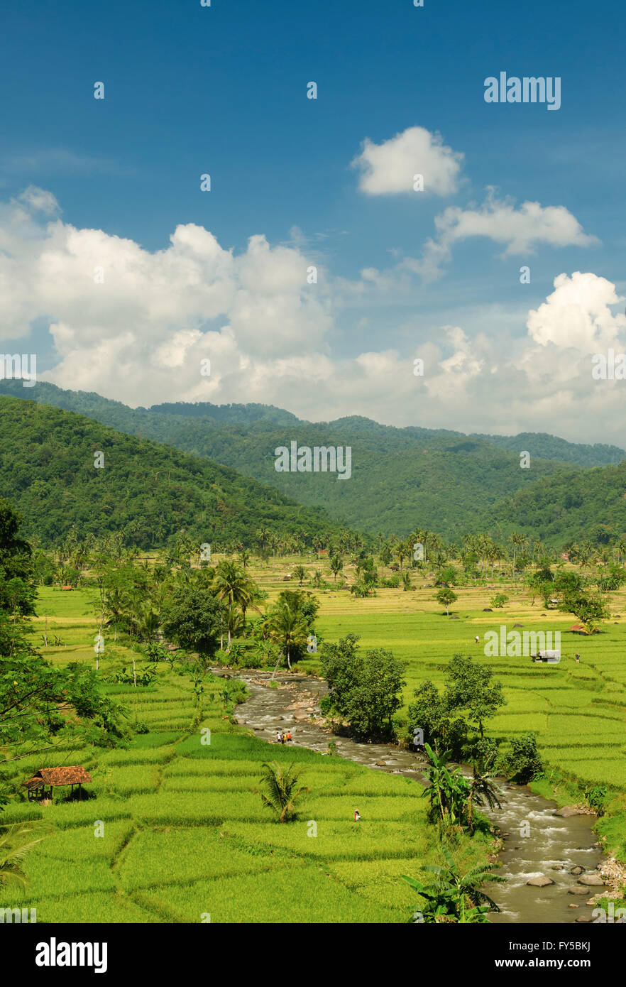 Rice field embankment hi-res stock photography and images - Alamy