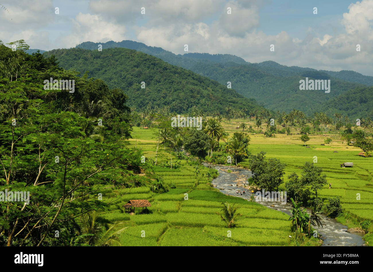 Paddy field and Cileat river at Subang, West Java, Indonesia Stock ...