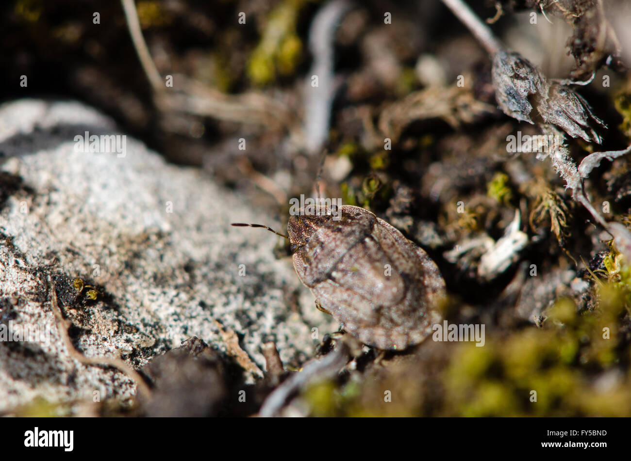 Sand-runner shieldbug (Sciocoris cursitans) A small true bug in family ...