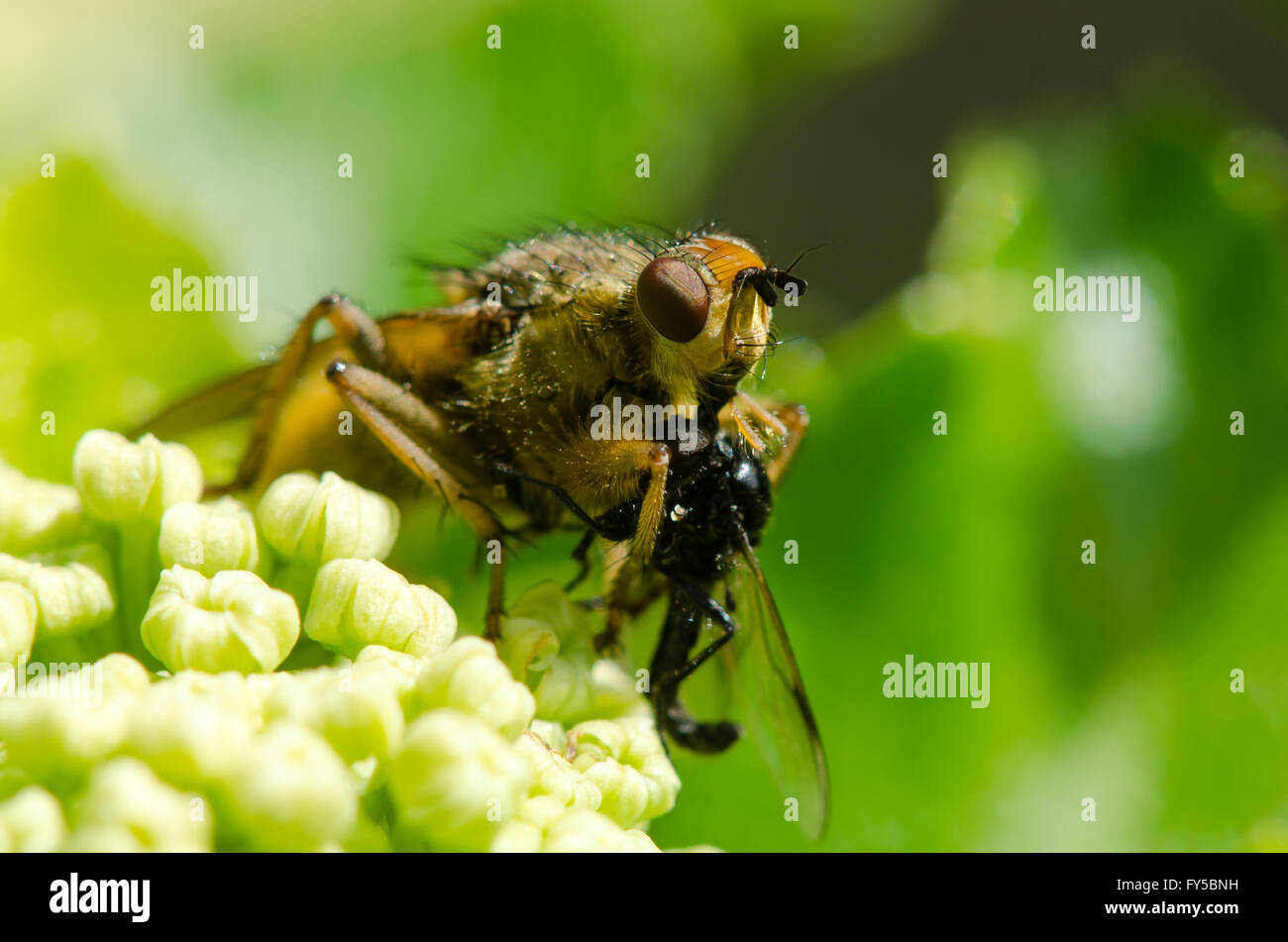 Yellow dung fly (Scathophaga stercoraria), feeding on small insect in ...