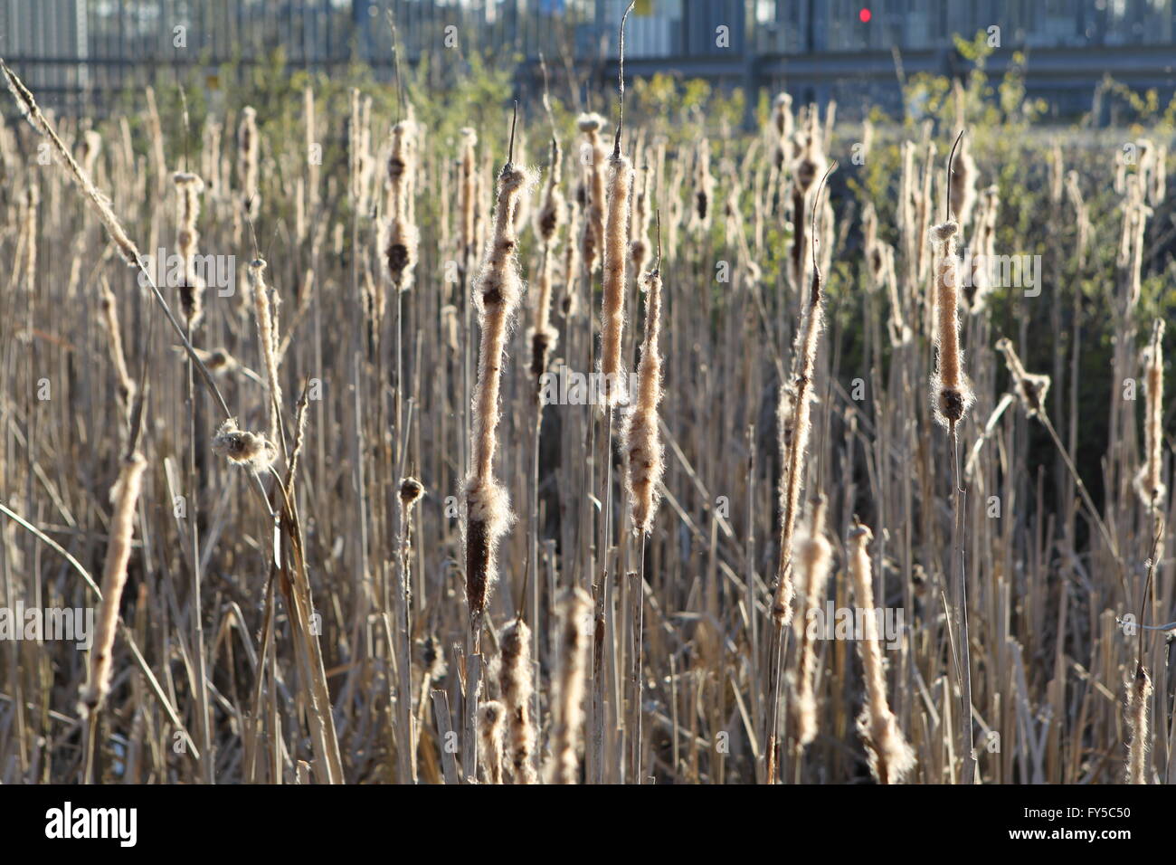 Bulrush cattails Reed mace Typha latifolia Stock Photo - Alamy