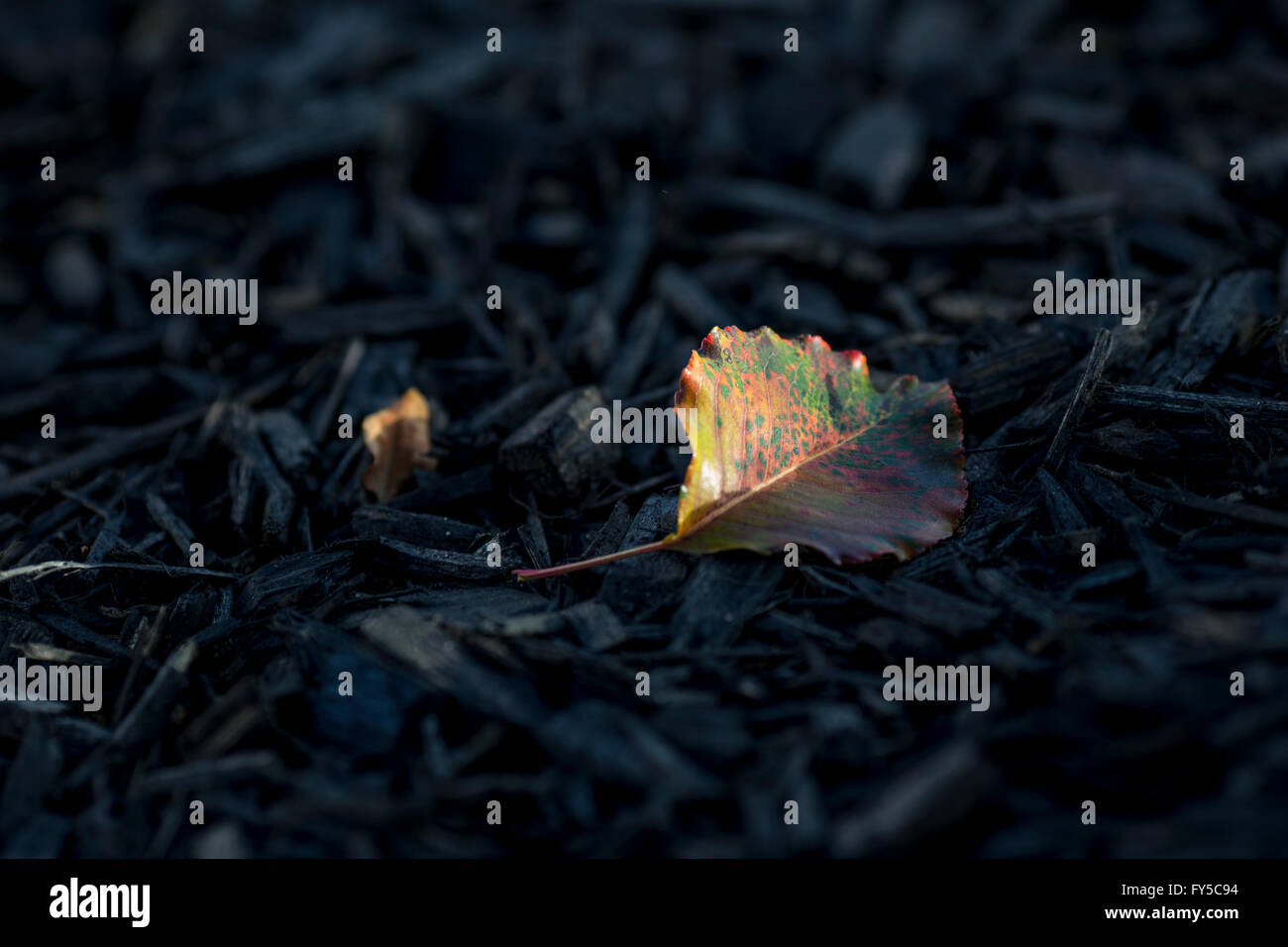 fallen leaf resting on black bark Stock Photo - Alamy