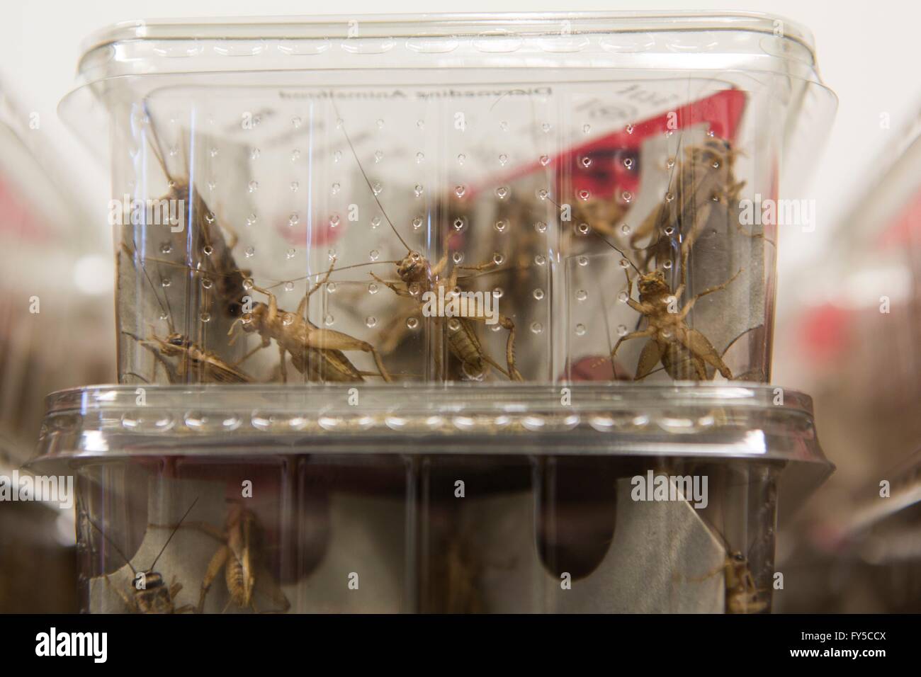 large scale production of edible insects (crickets) in Holland Stock ...