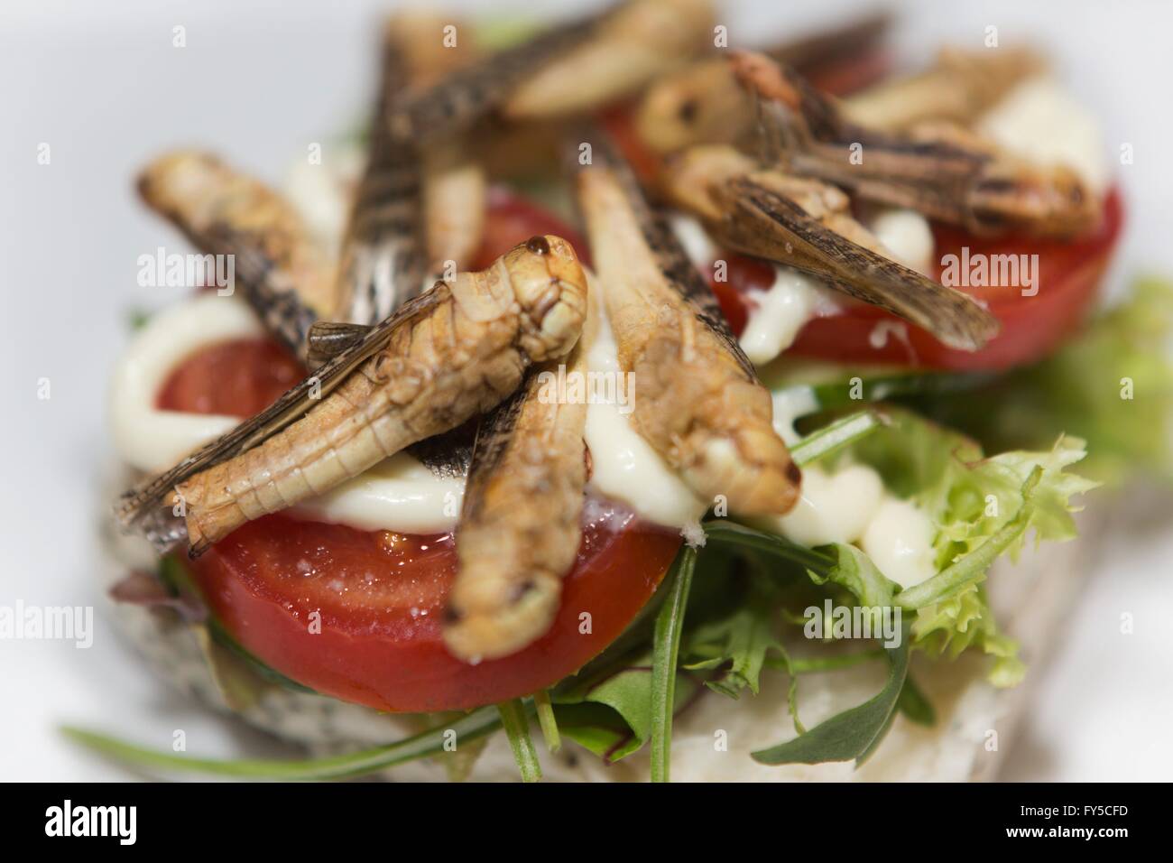 large scale production of edible insects (Grasshopper -Locusta ...