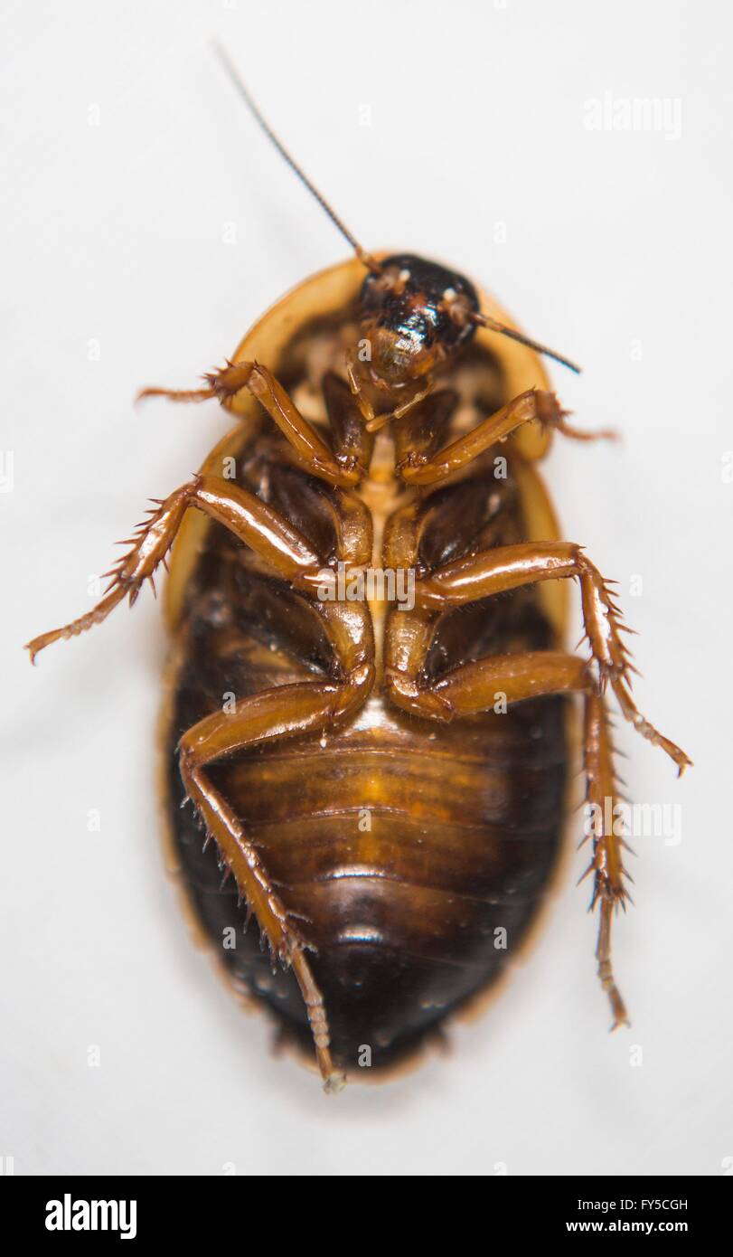 large scale production of edible insects (cockroaches-Blaptica Dubia ...