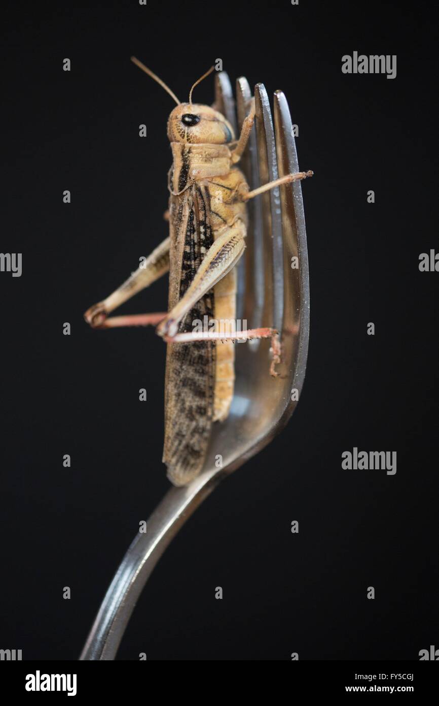 large scale production of edible insects (Grasshopper -Locusta ...