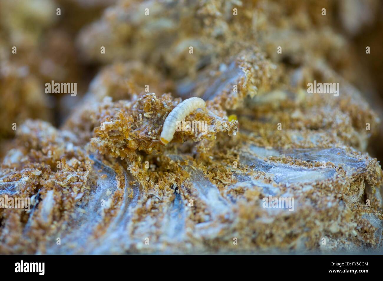 breeding of Tebola larvae (Chilecomadia moorei Stock Photo - Alamy