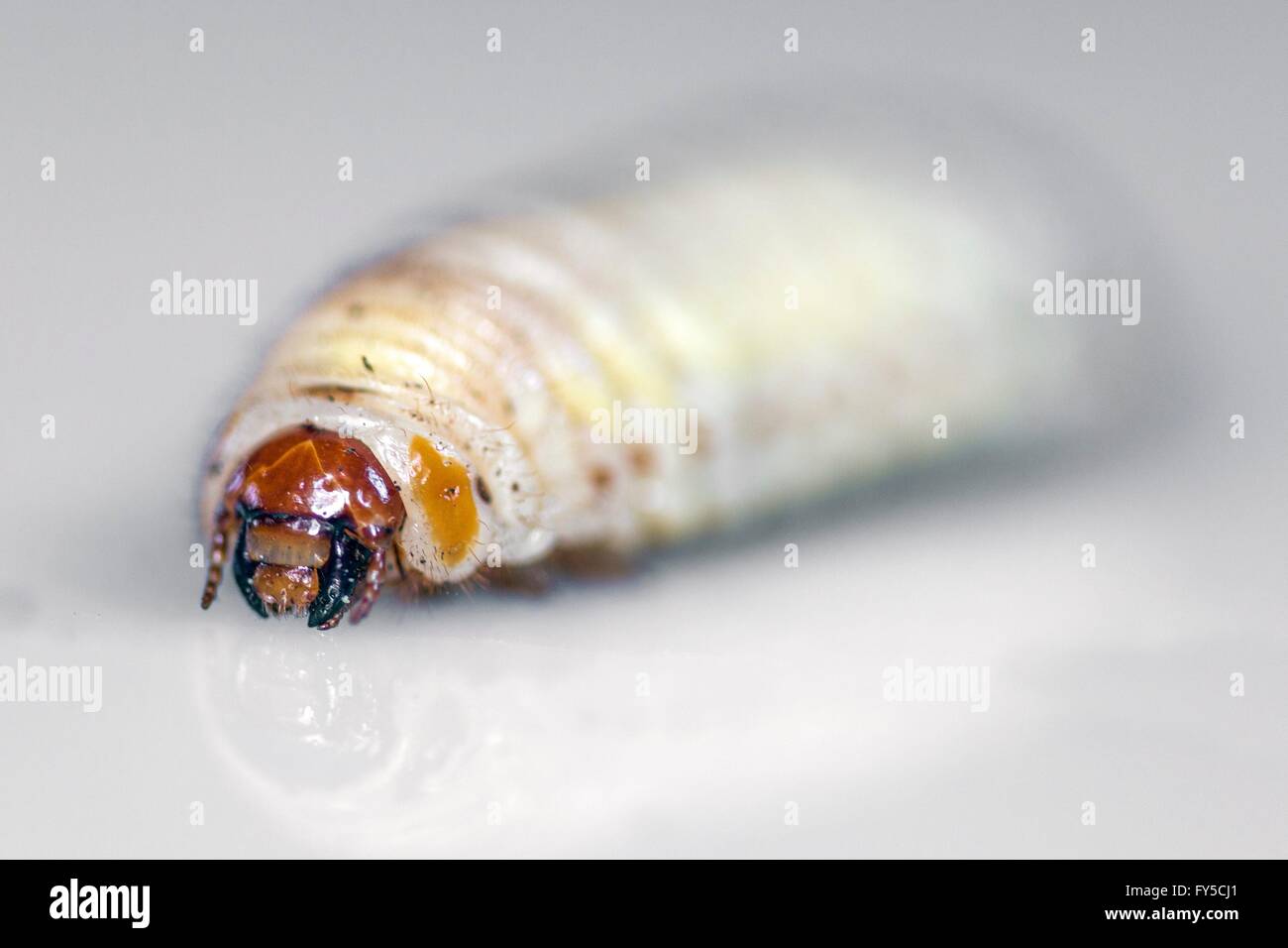breeding of Dola larvae (Pachnoda butana Stock Photo - Alamy
