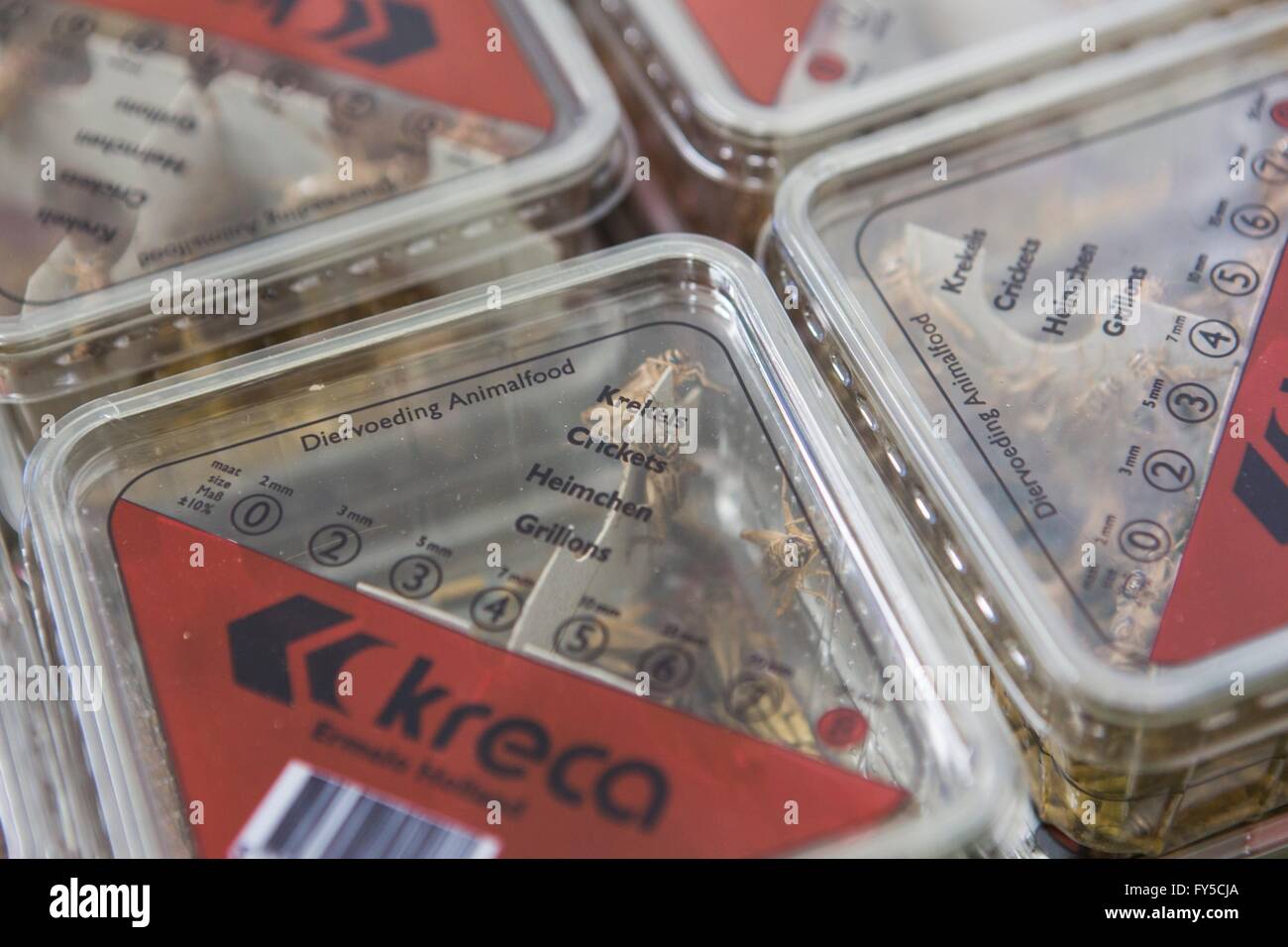 Crickets food box hi-res stock photography and images - Alamy