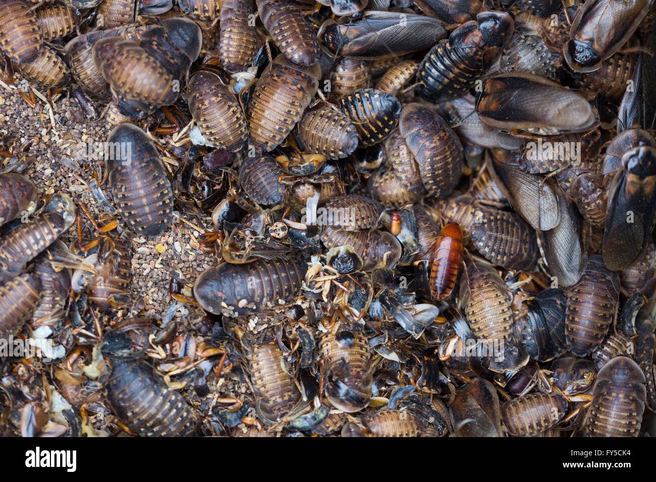 large scale production of edible insects (cockroaches-Blaptica Dubia ...