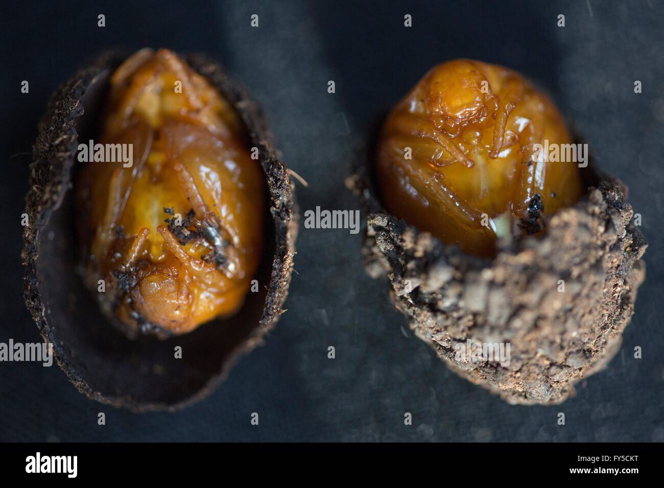 Butana hi-res stock photography and images - Alamy