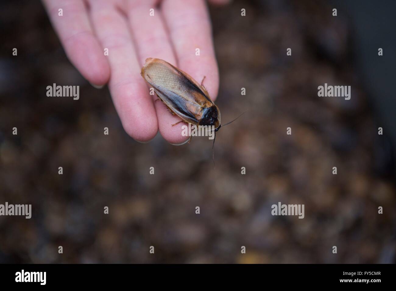 Dubia cockroach hi-res stock photography and images - Alamy