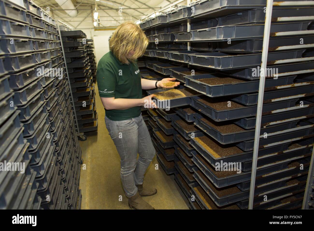 large scale production of edible insects in Holland Stock Photo - Alamy