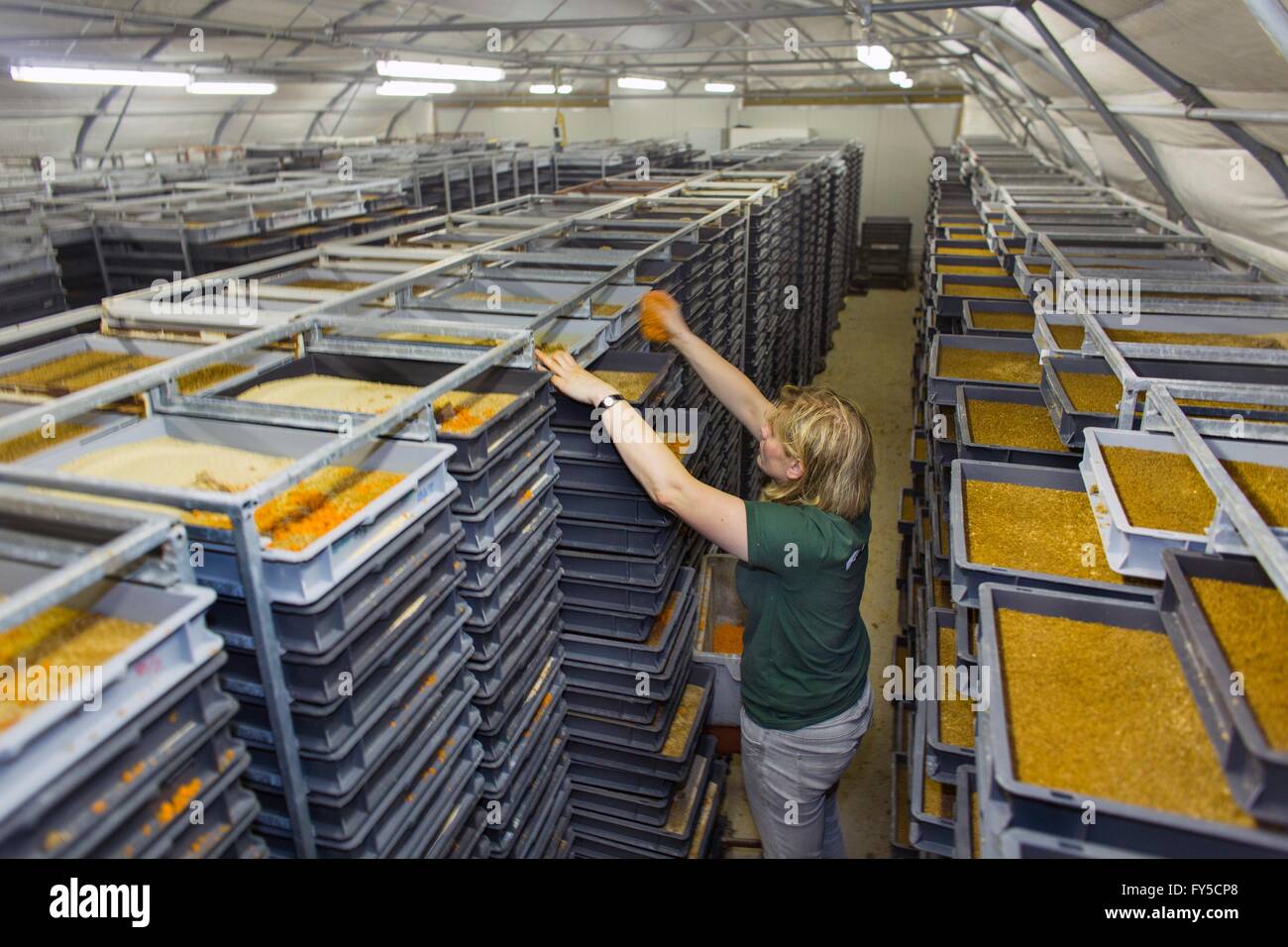 Large Scale Production Edible Insects High Resolution Stock Photography ...