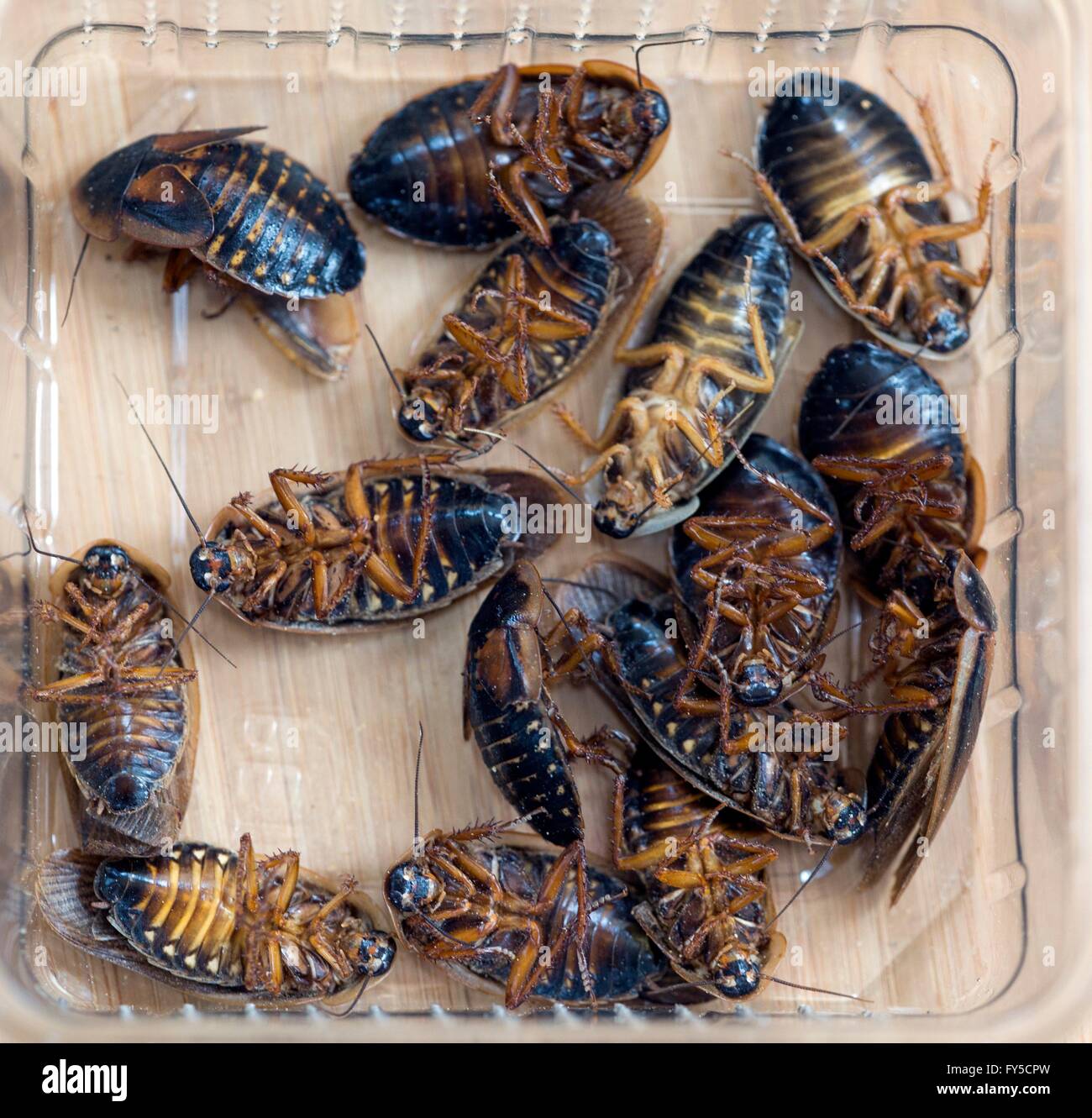 large scale production of edible insects (cockroaches-Blaptica Dubia ...