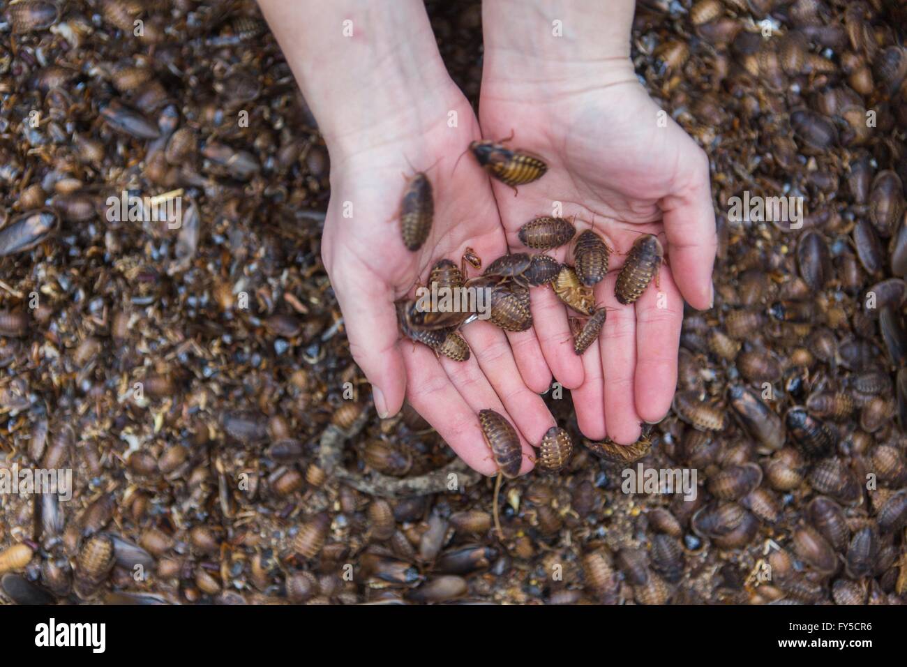 large scale production of edible insects (cockroaches-Blaptica Dubia ...