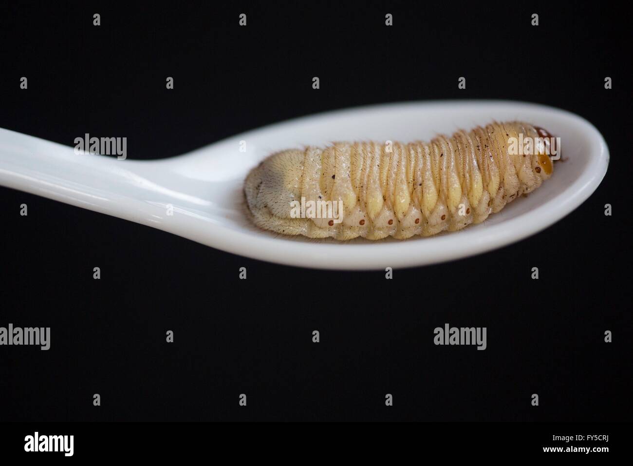 Butana hi-res stock photography and images - Alamy