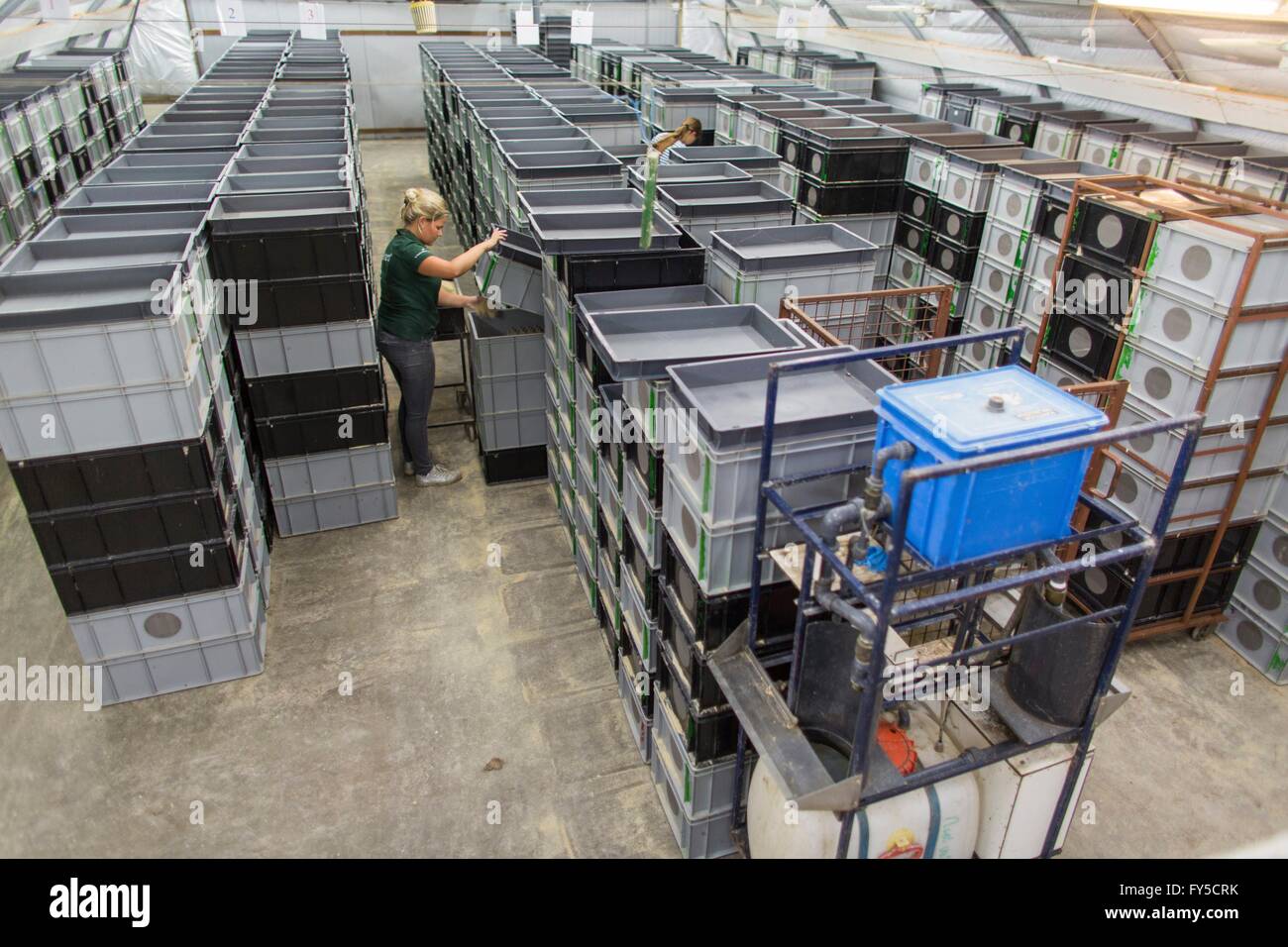 Feeding insects at an insect farm in Holland Stock Photo - Alamy