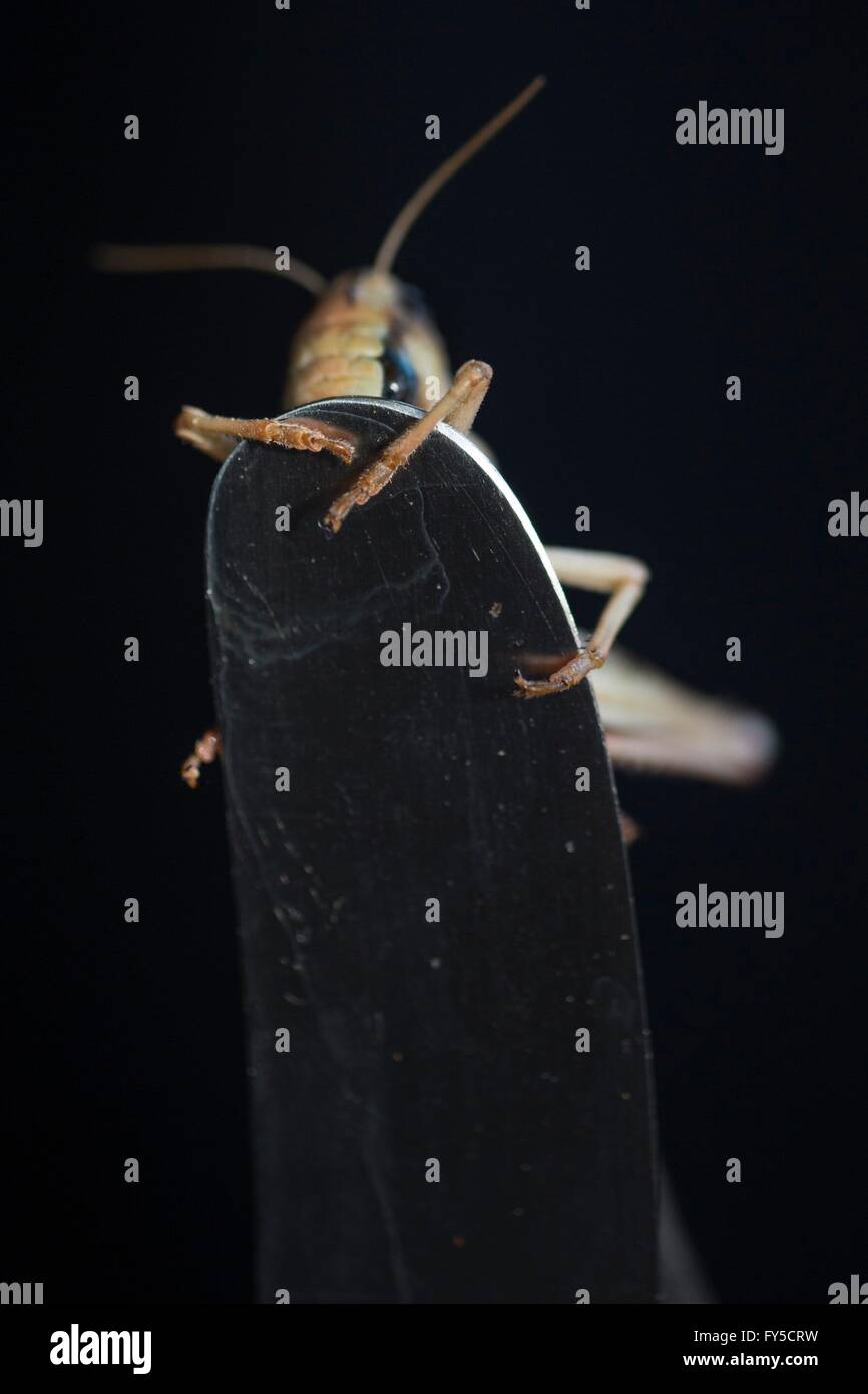 Insects netherlands edible hi-res stock photography and images - Alamy