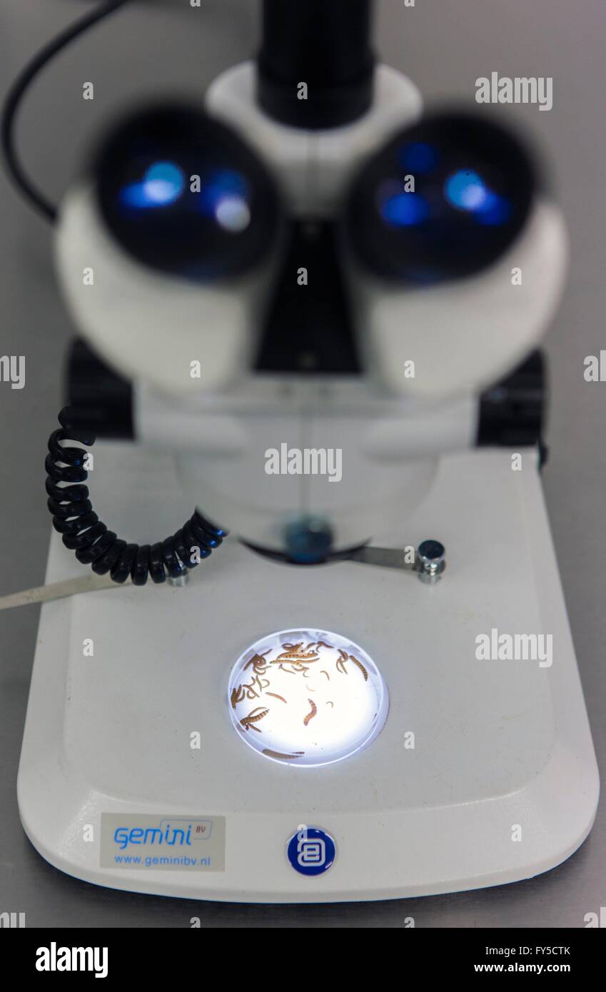 Microscope lab insects hi-res stock photography and images - Alamy