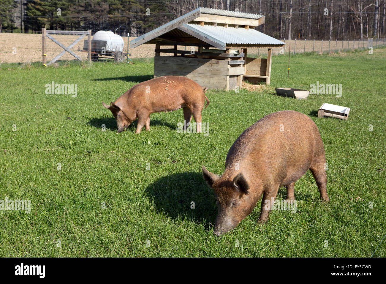 Tamworth pigs hi-res stock photography and images - Alamy
