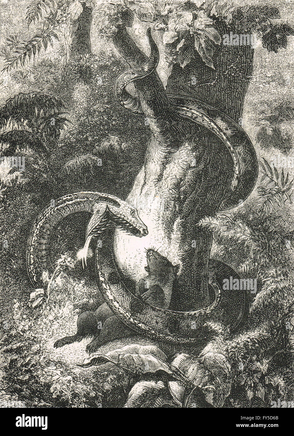 Victorian snake hi-res stock photography and images - Alamy