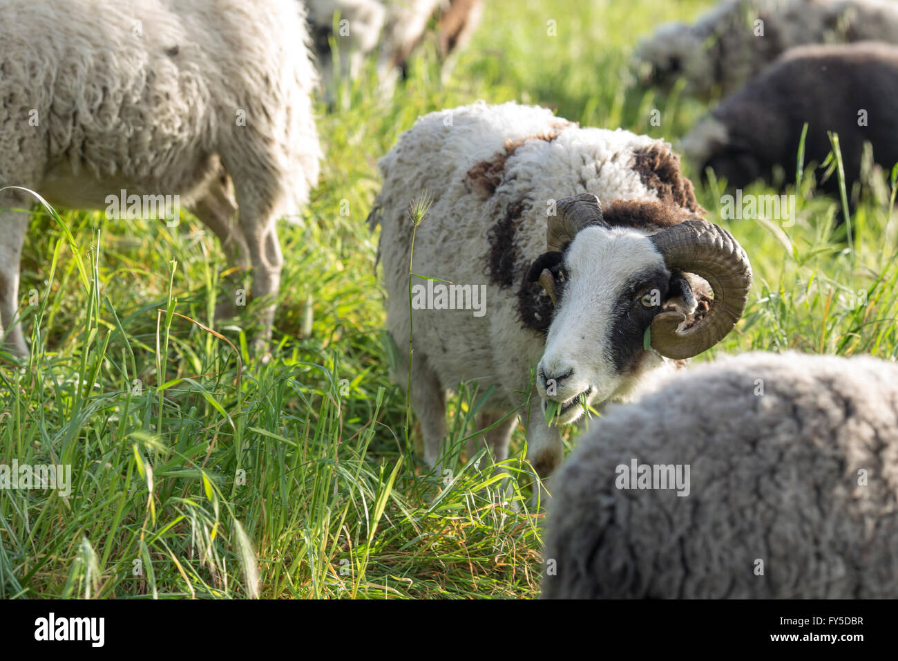 A ram and the rest of the grazing herd Stock Photo - Alamy