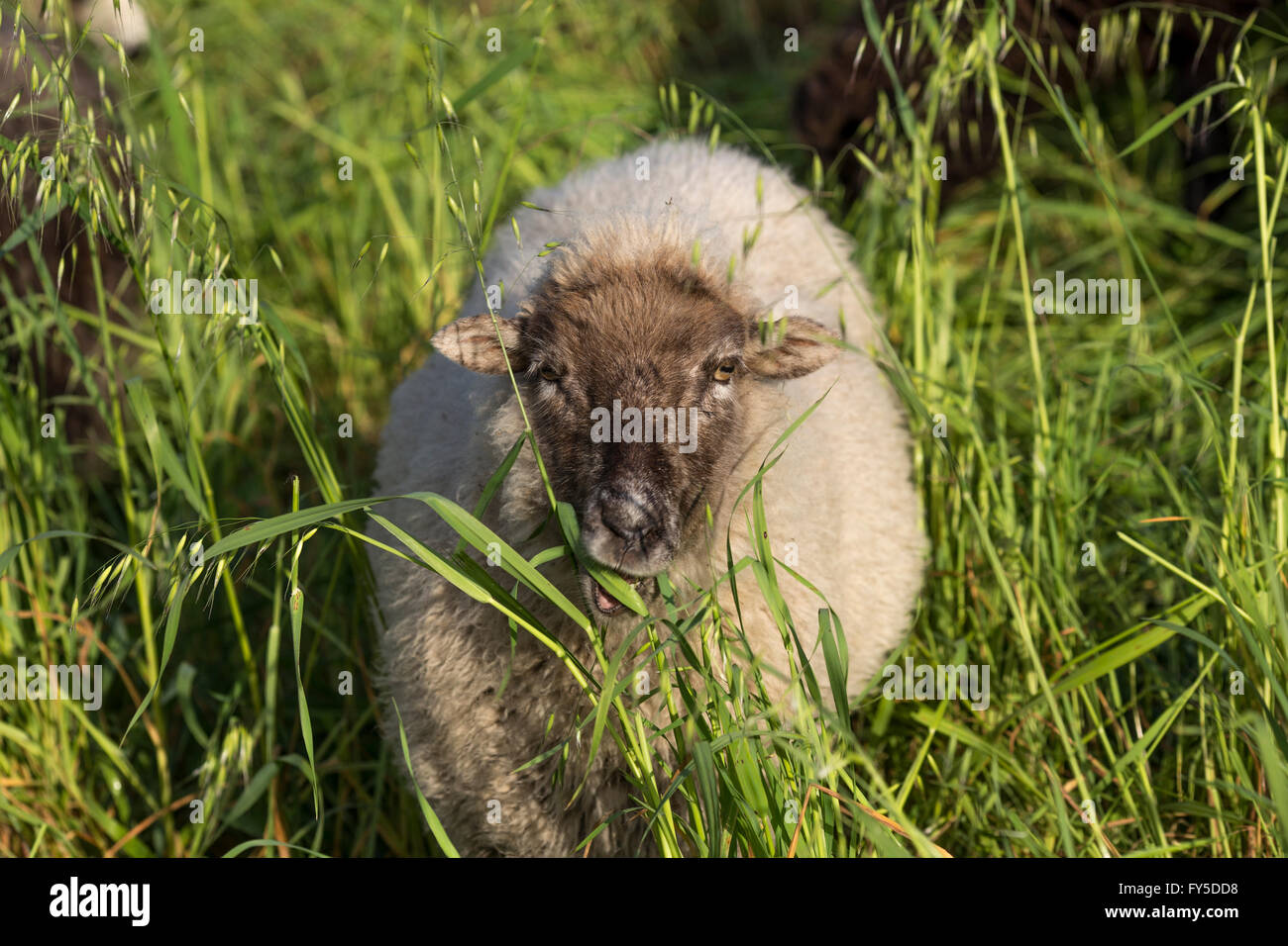 A ewe, female sheep eating grass, posing for a portrait Stock Photo - Alamy