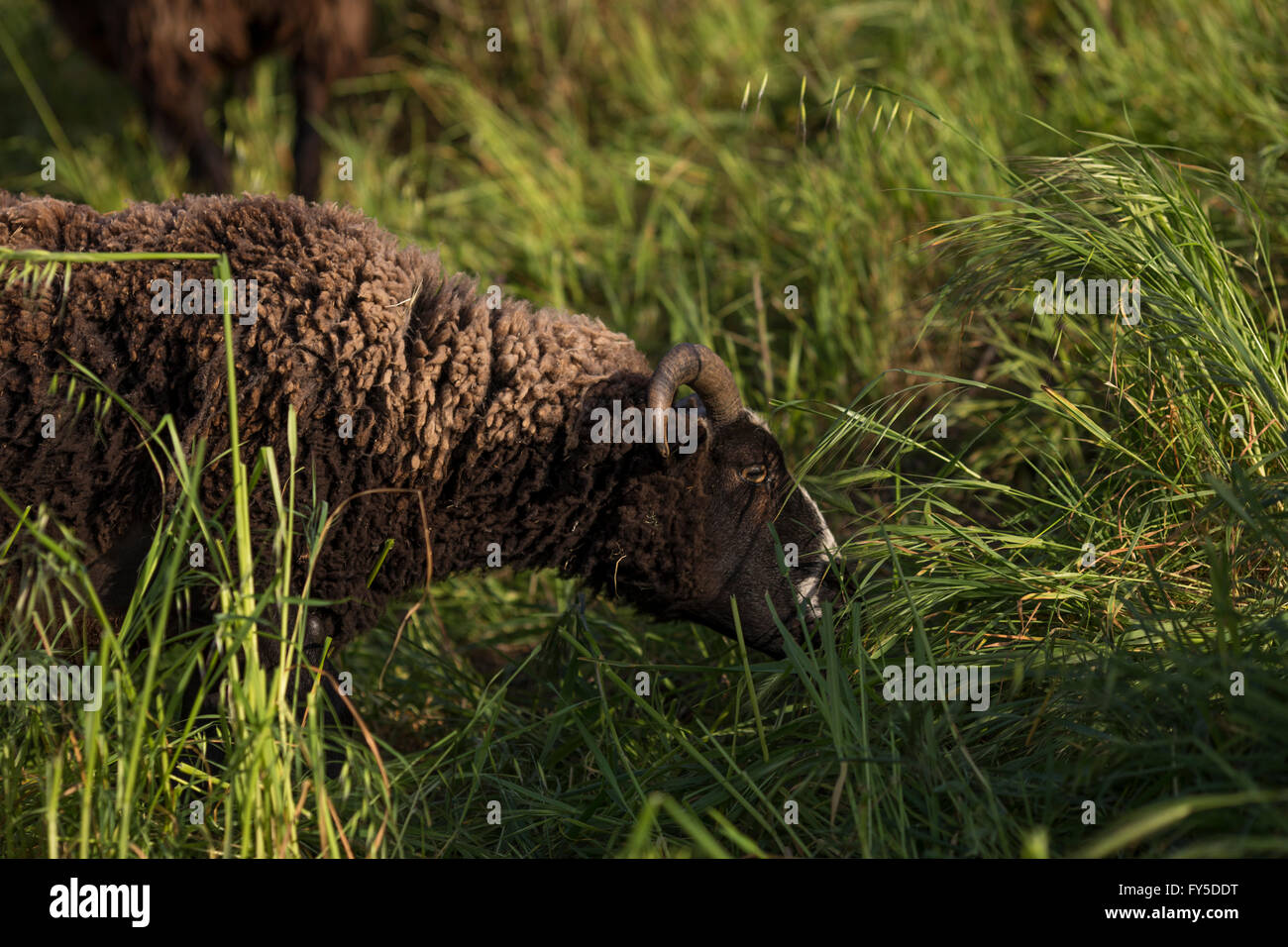 Male sheep hi-res stock photography and images - Alamy