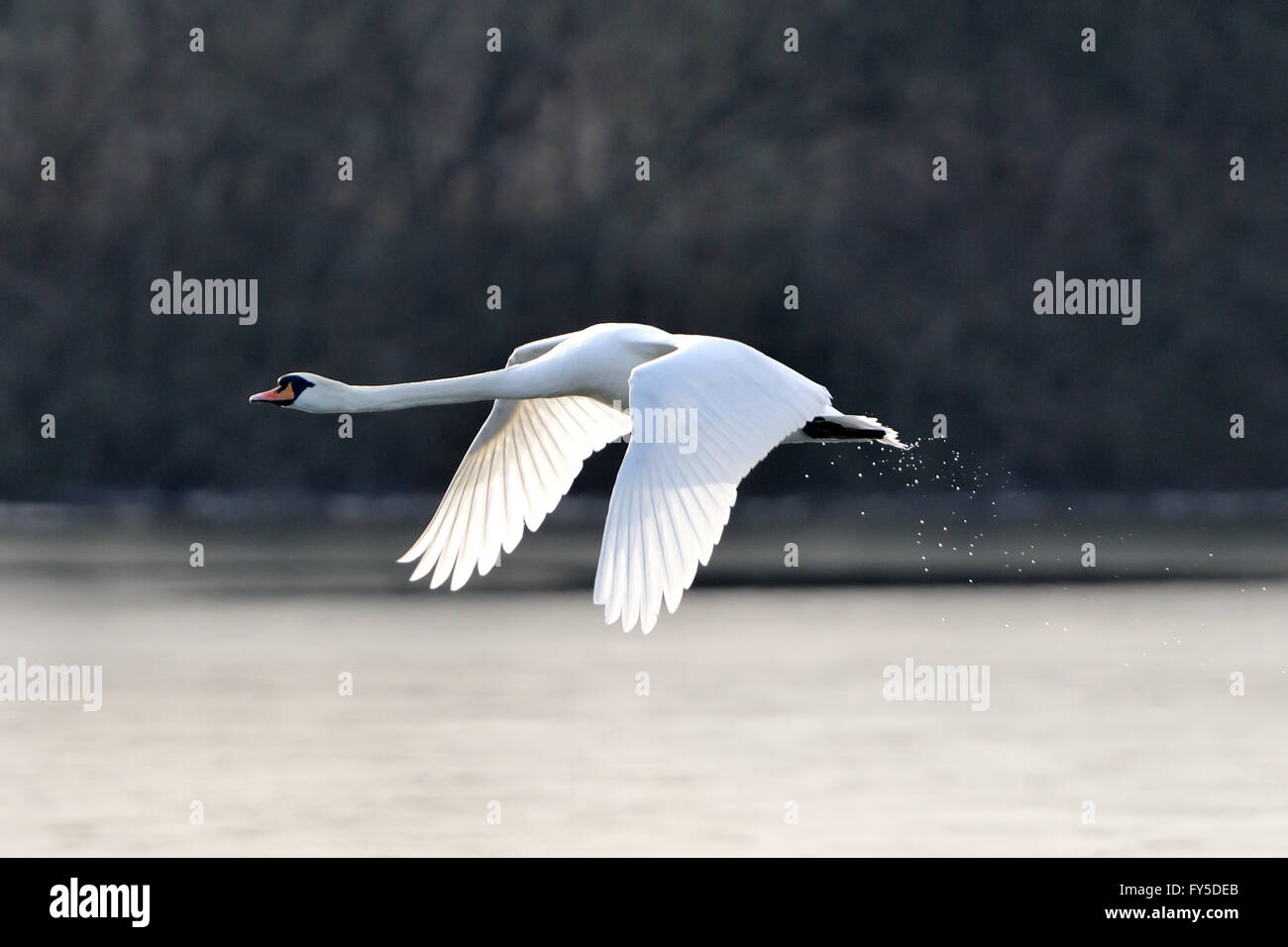 Swan in flight flying bird hi-res stock photography and images - Alamy