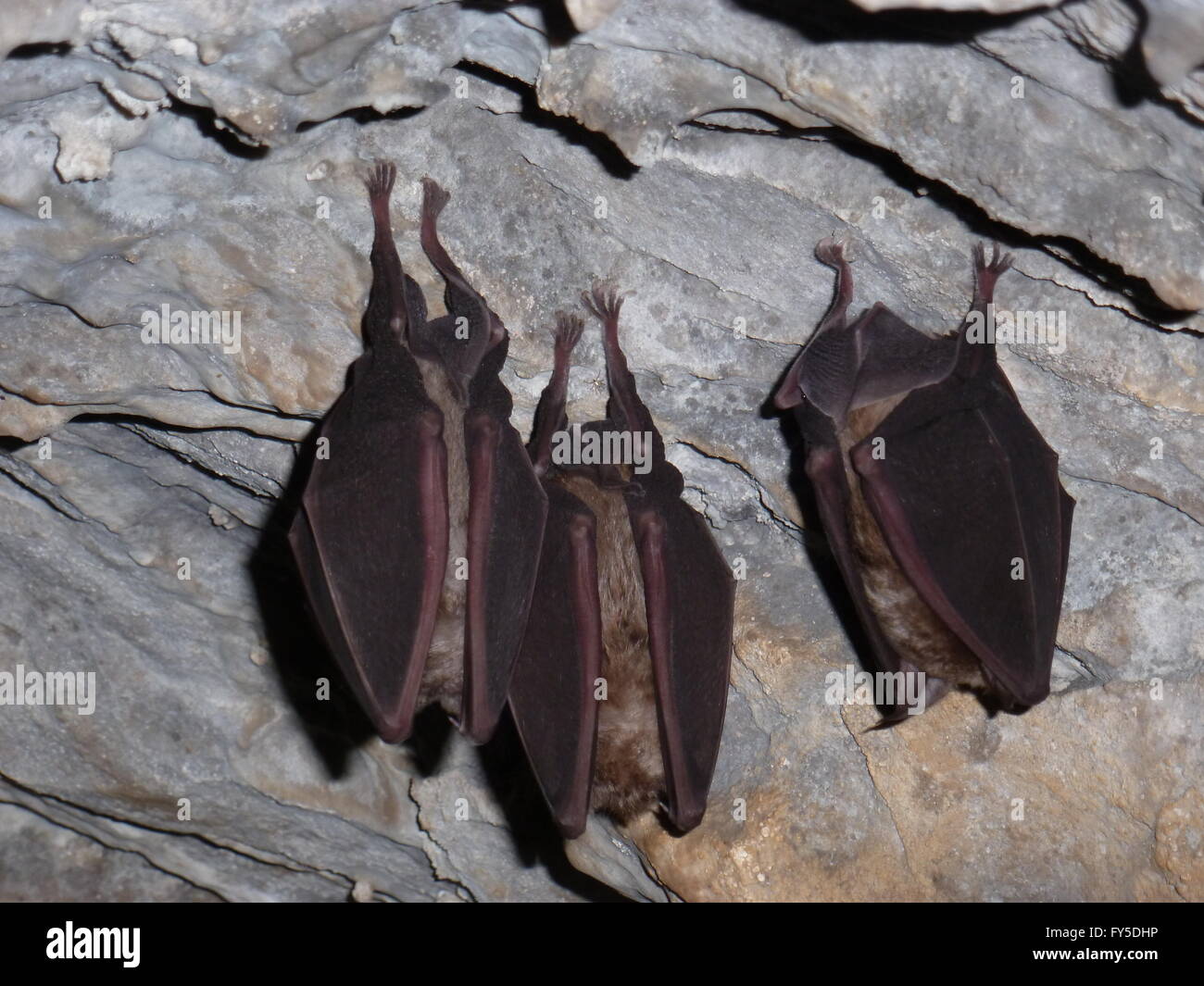 Rhinolophus bat hi-res stock photography and images - Alamy