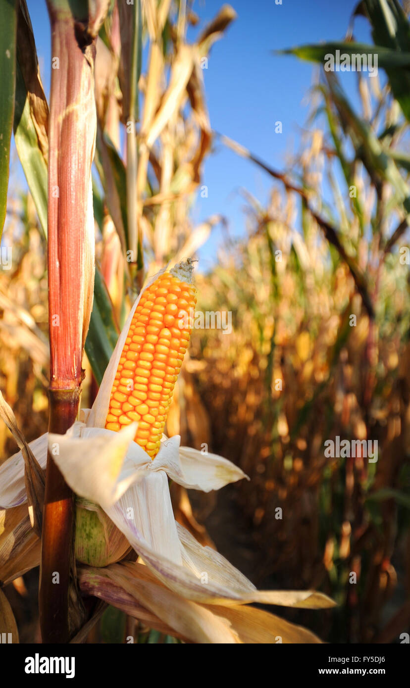Corn cob in corn field Stock Photo - Alamy