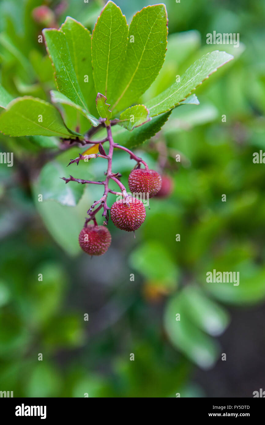 Arbutus unedo field hi-res stock photography and images - Alamy